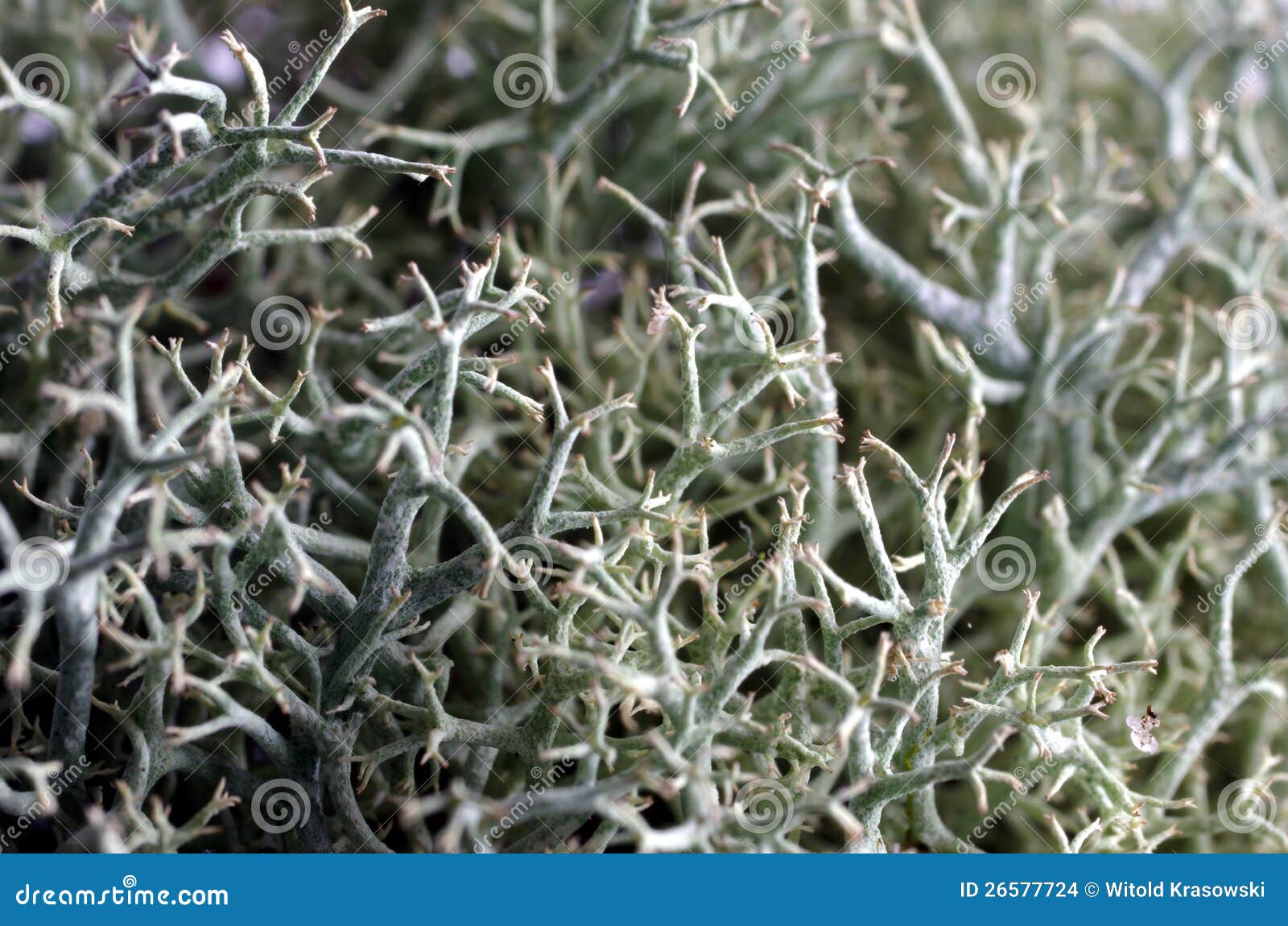 Blaues Moos stockfoto. Bild von auslegung, sonderkommando - 26577724