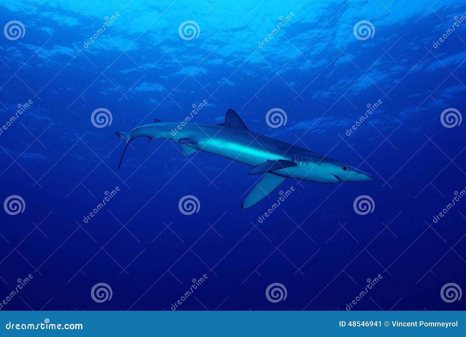 Blauhai (Prionace glauca) stockbild. Bild von reise, haifisch - 48546941