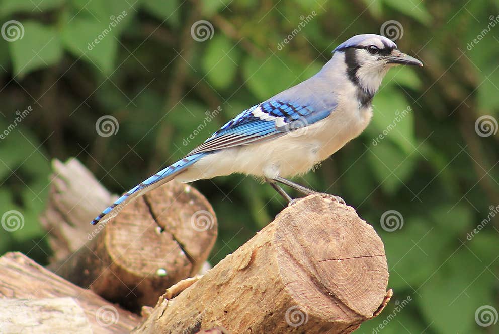 Blauhäher stockfoto. Bild von grün, singvögel, flügel - 43522486