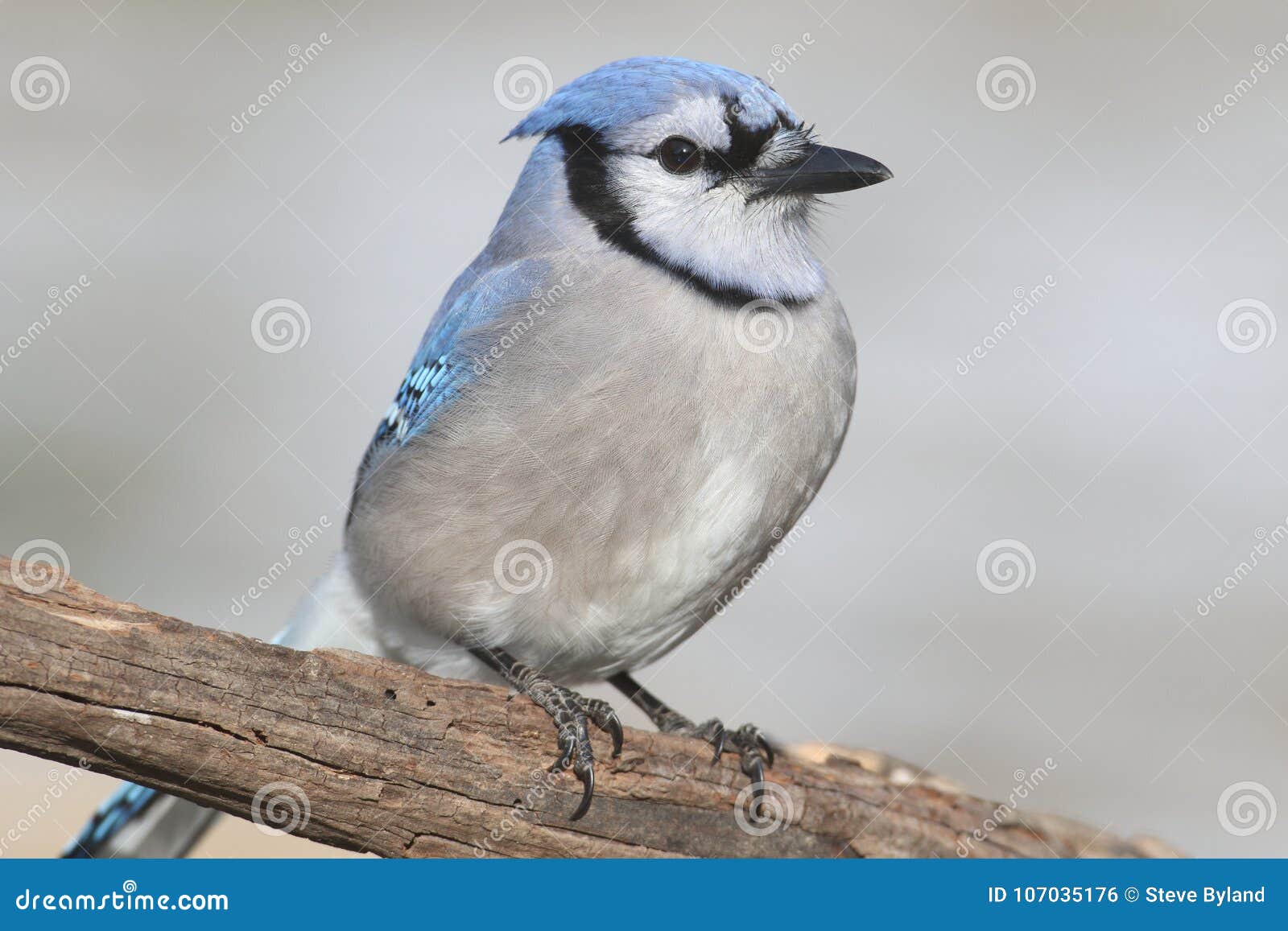 Blauhäher Cyanocitta Cristata Stockfoto - Bild von wild, federn: 107035176