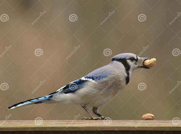 Blauhäher, Der Eine Erdnuss Isst Stockbild - Bild von holt, schön: 70260075