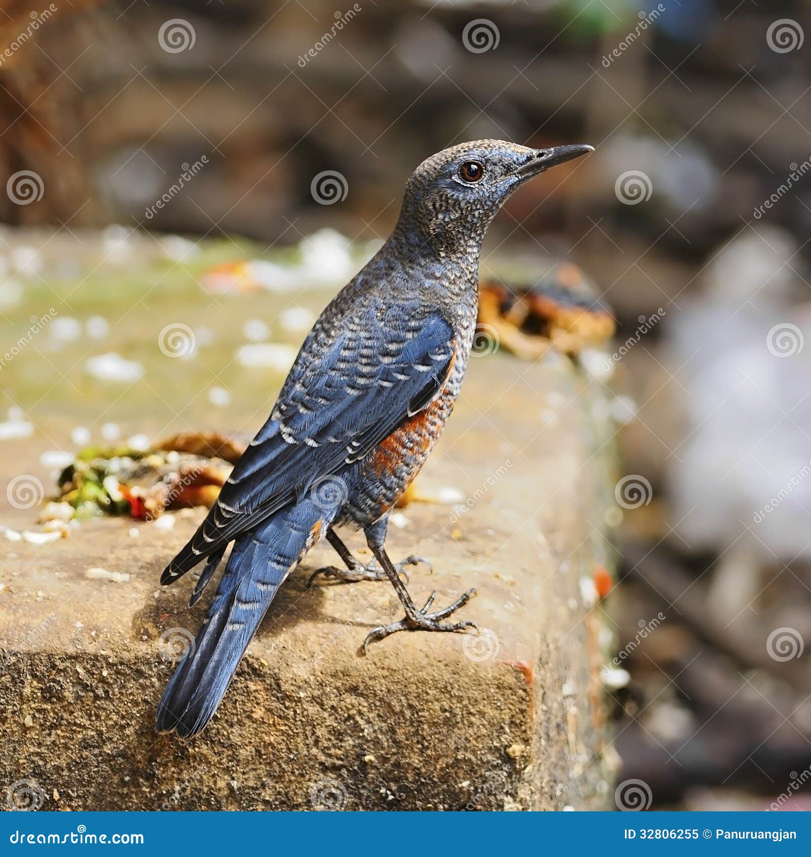 Blaumerle stockbild. Bild von schnabel, asien, nave, warnung - 32806255