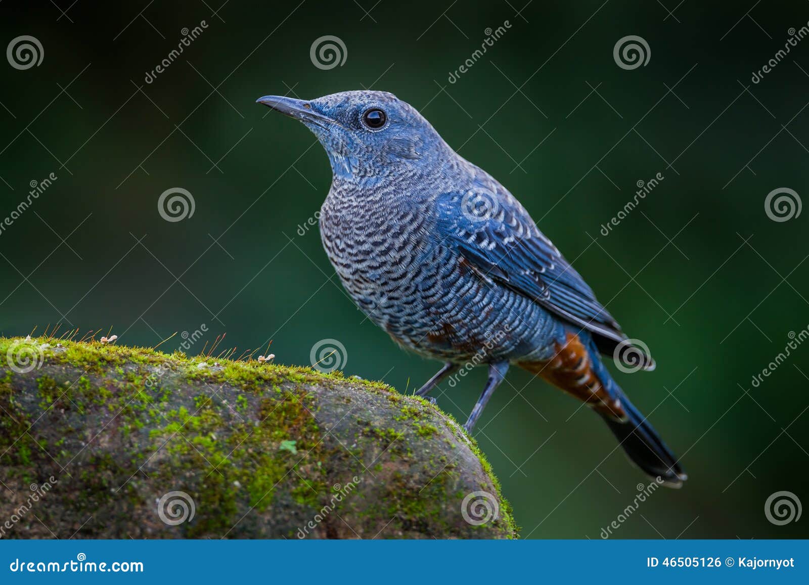 Blaumerle (Monticola-solitarius) Stockfoto - Bild von geöffnet, vogel ...