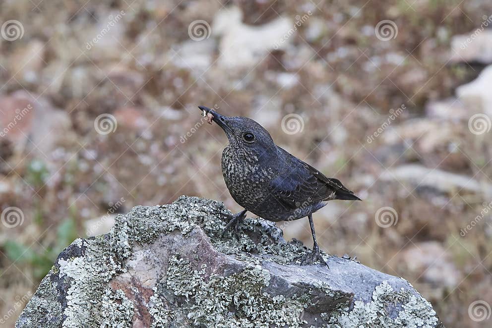Blaumerle Monticola-solitarius Stockbild - Bild von felsen, vogel: 92359759