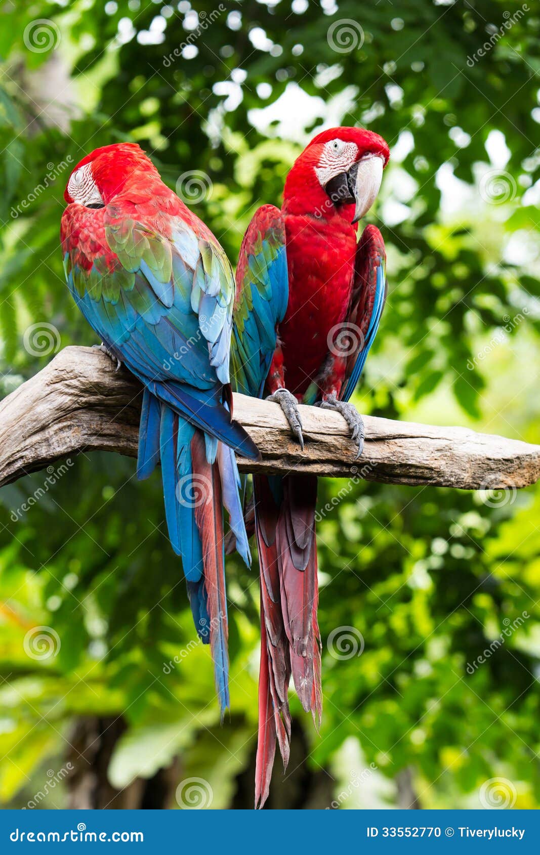 Blauw-en-rode ara stock foto. Image of bedwing, nave - 33552770