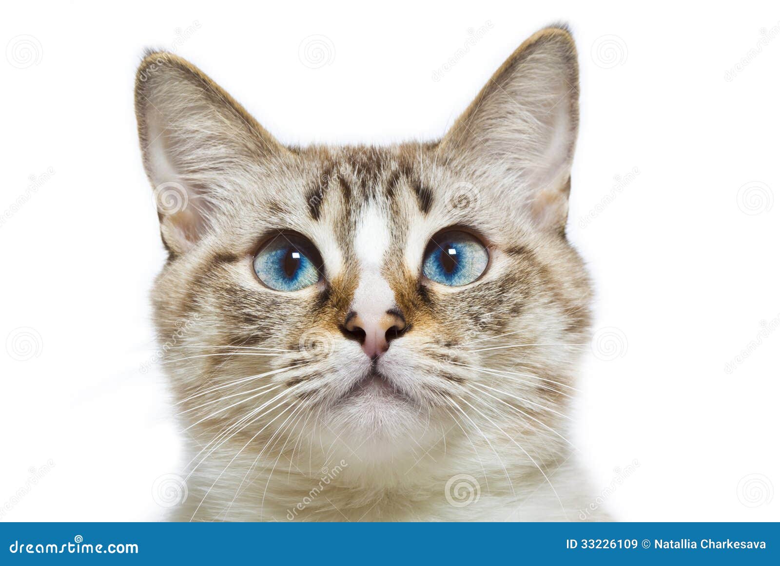 Blauw eyed kattenhoofd stock afbeelding. Image of nave - 33226109