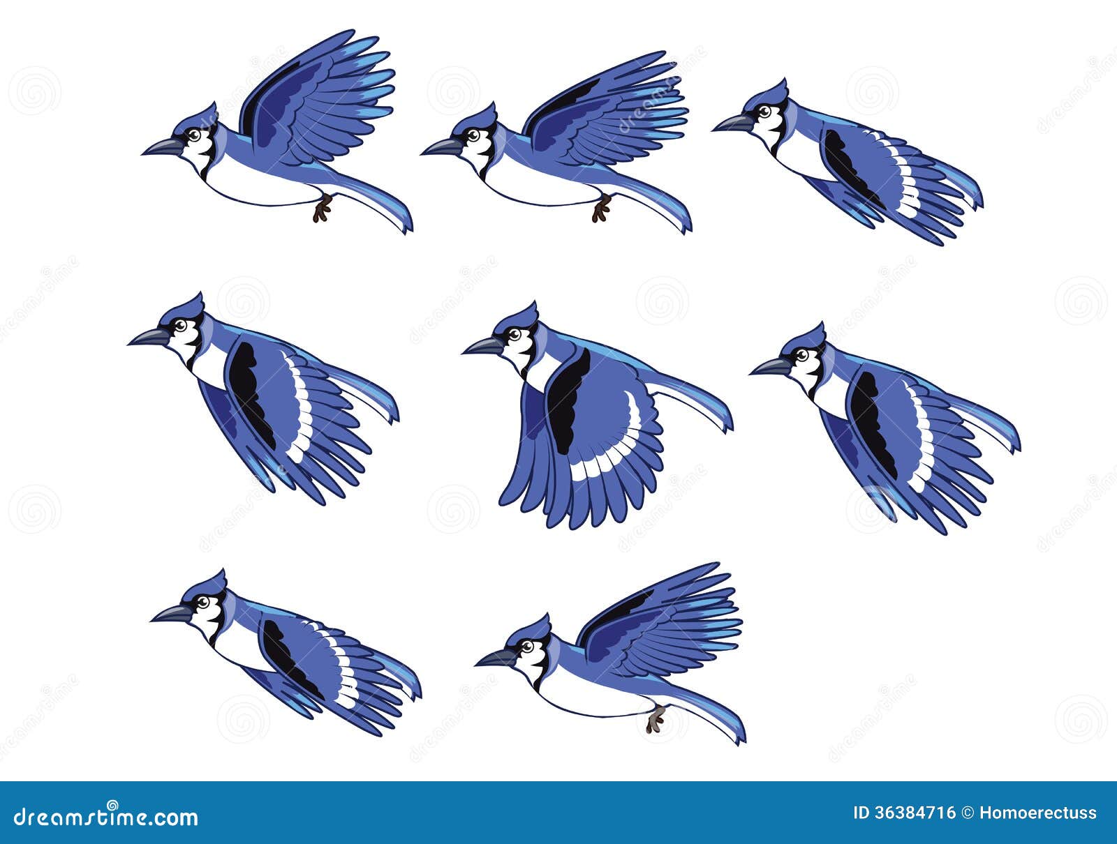 Blauw Jay Bird Flying Sequence Stock Illustratie - Illustration of spel ...