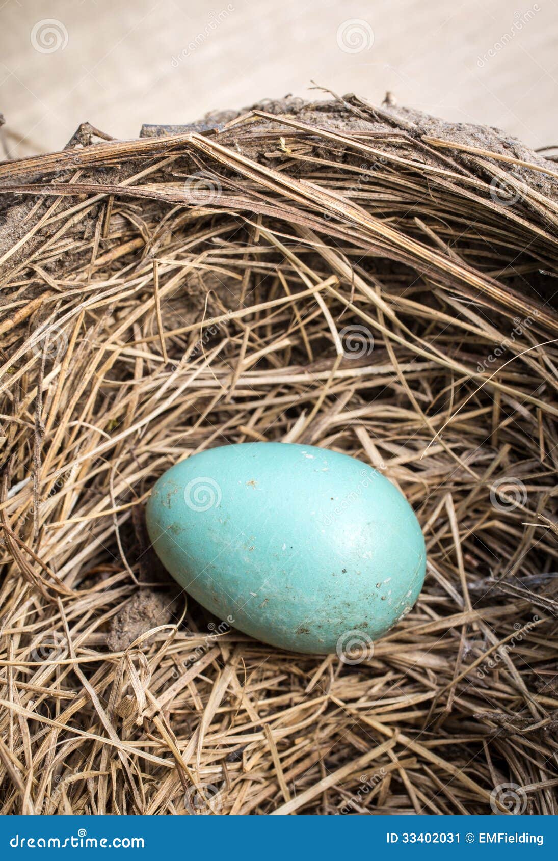 Blauw Vogelei stock afbeelding. Image of amerikaans, eieren - 33402031