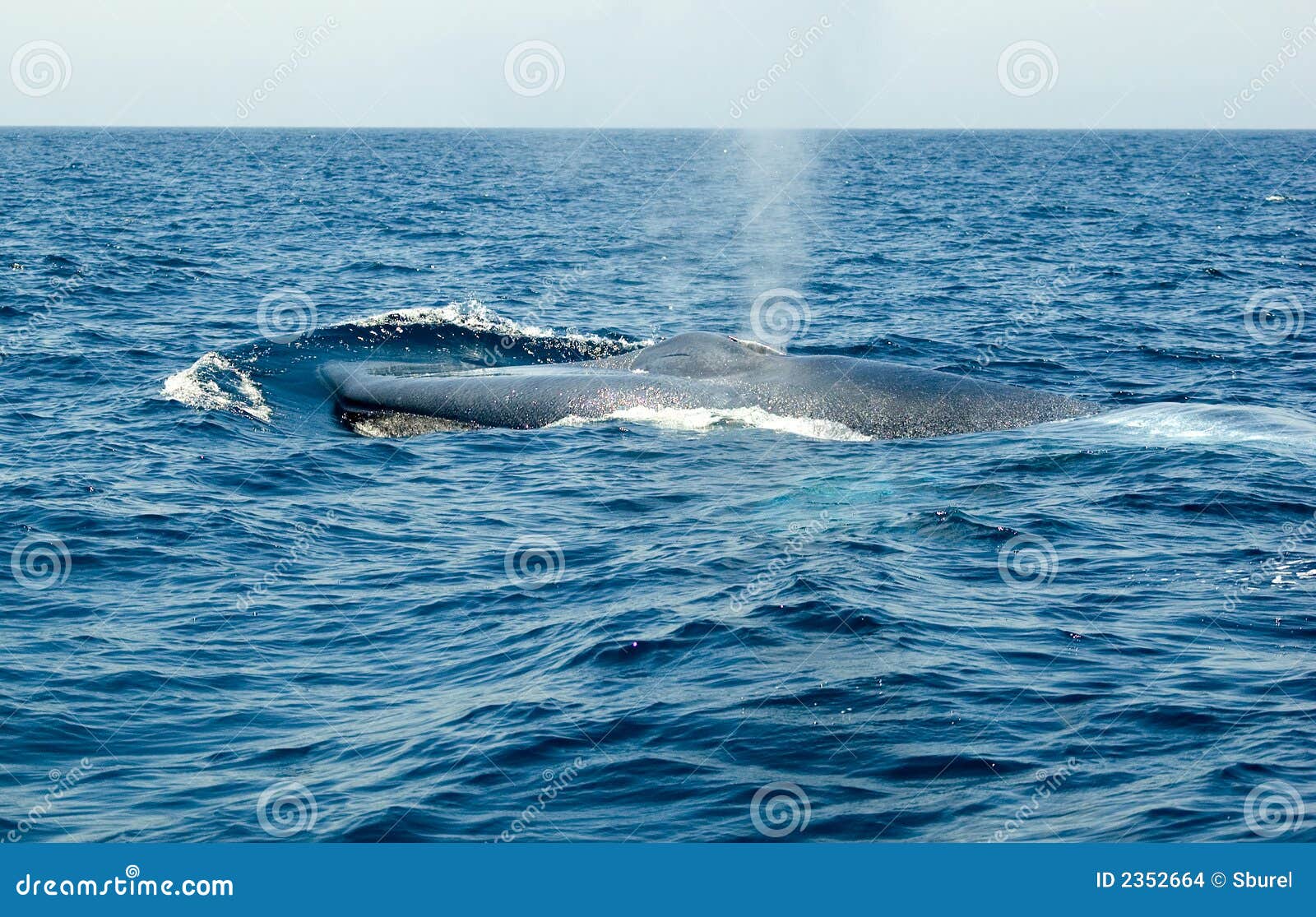 Blauwal stockfoto. Bild von buckel, ozean, freude, schönheit - 2352664