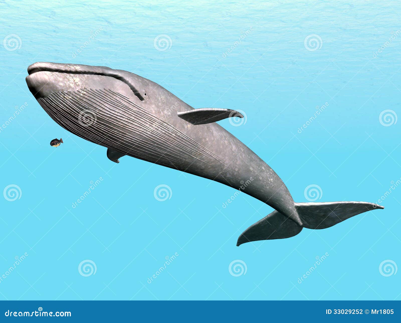 Blauwal stock abbildung. Illustration von meer, himmel - 33029252