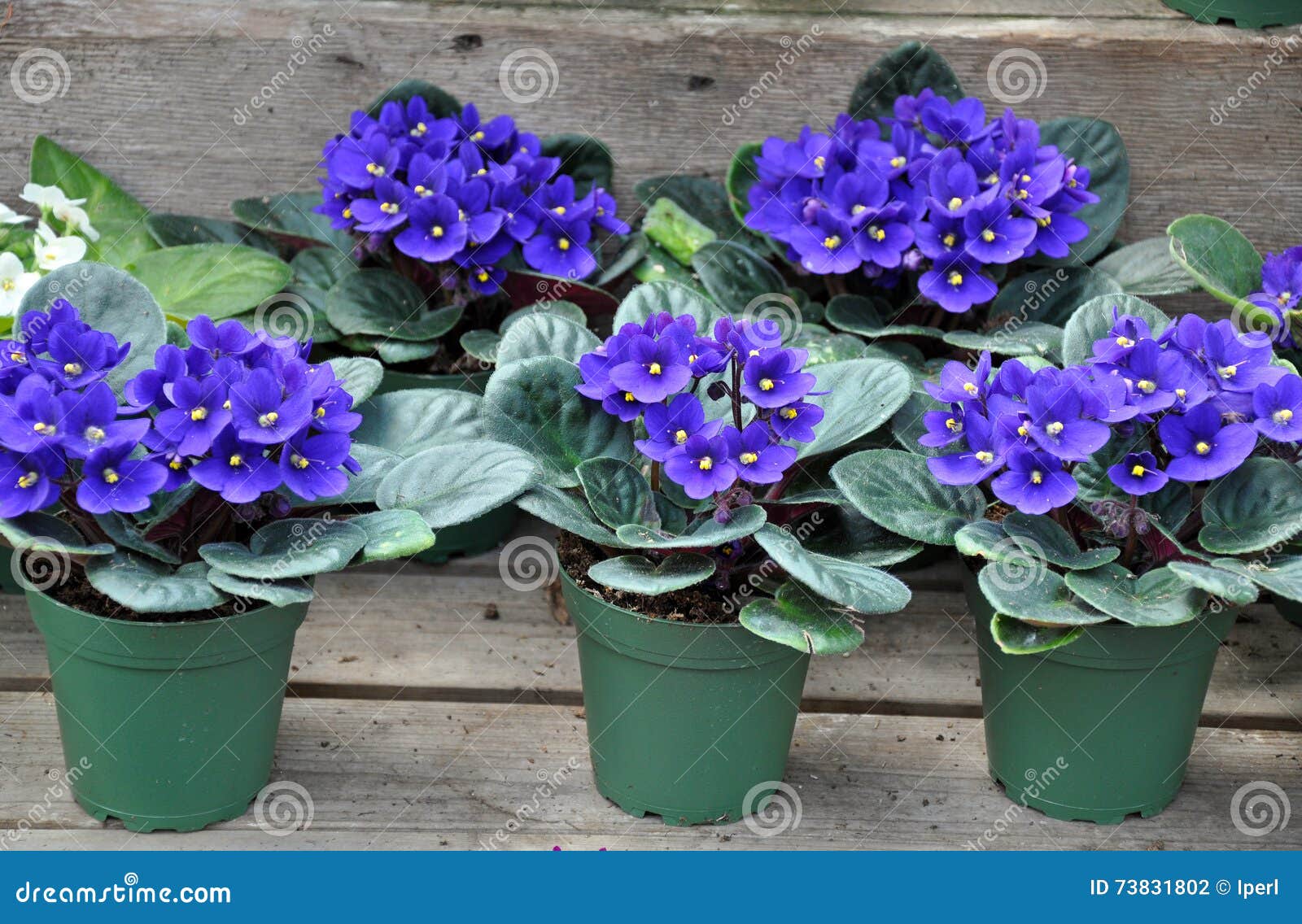 Blauwe Afrikaanse Viooltjes Stock Foto - Image of afrikaans, tuinieren ...