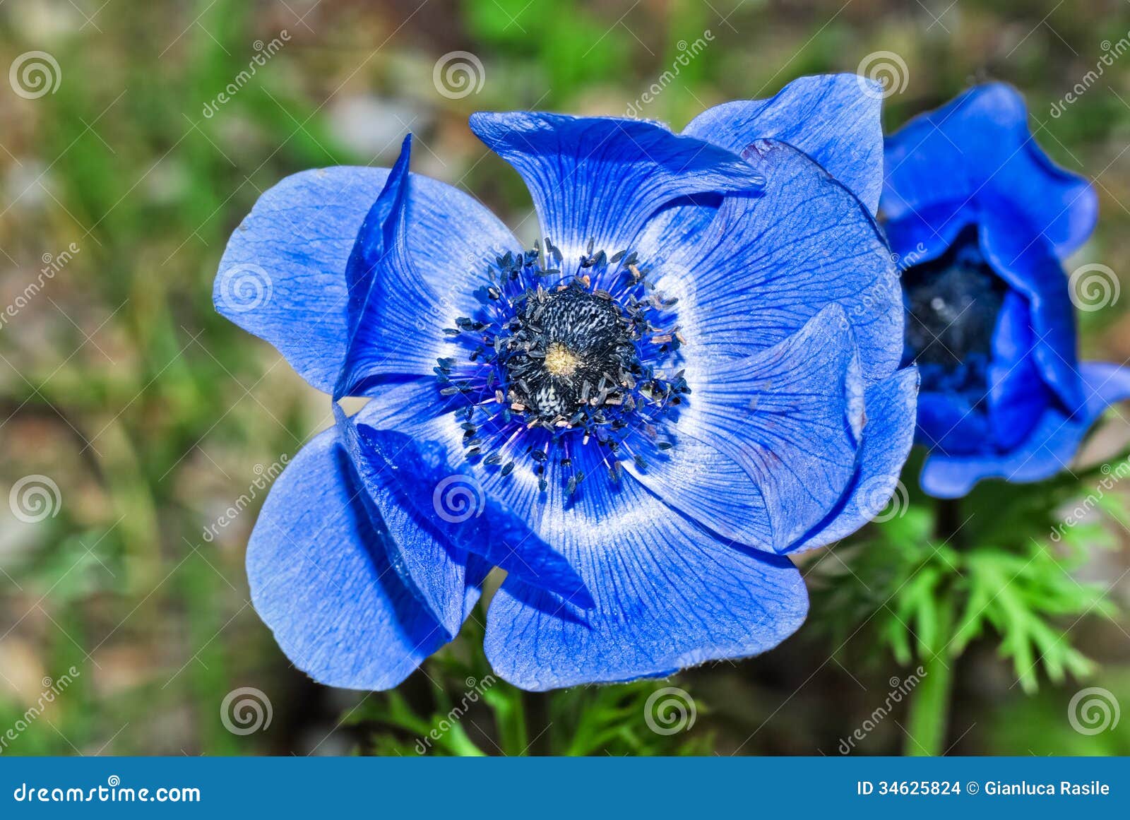 Blauwe anemoon stock foto. Image of lente, blauw, bloemblaadjes - 34625824