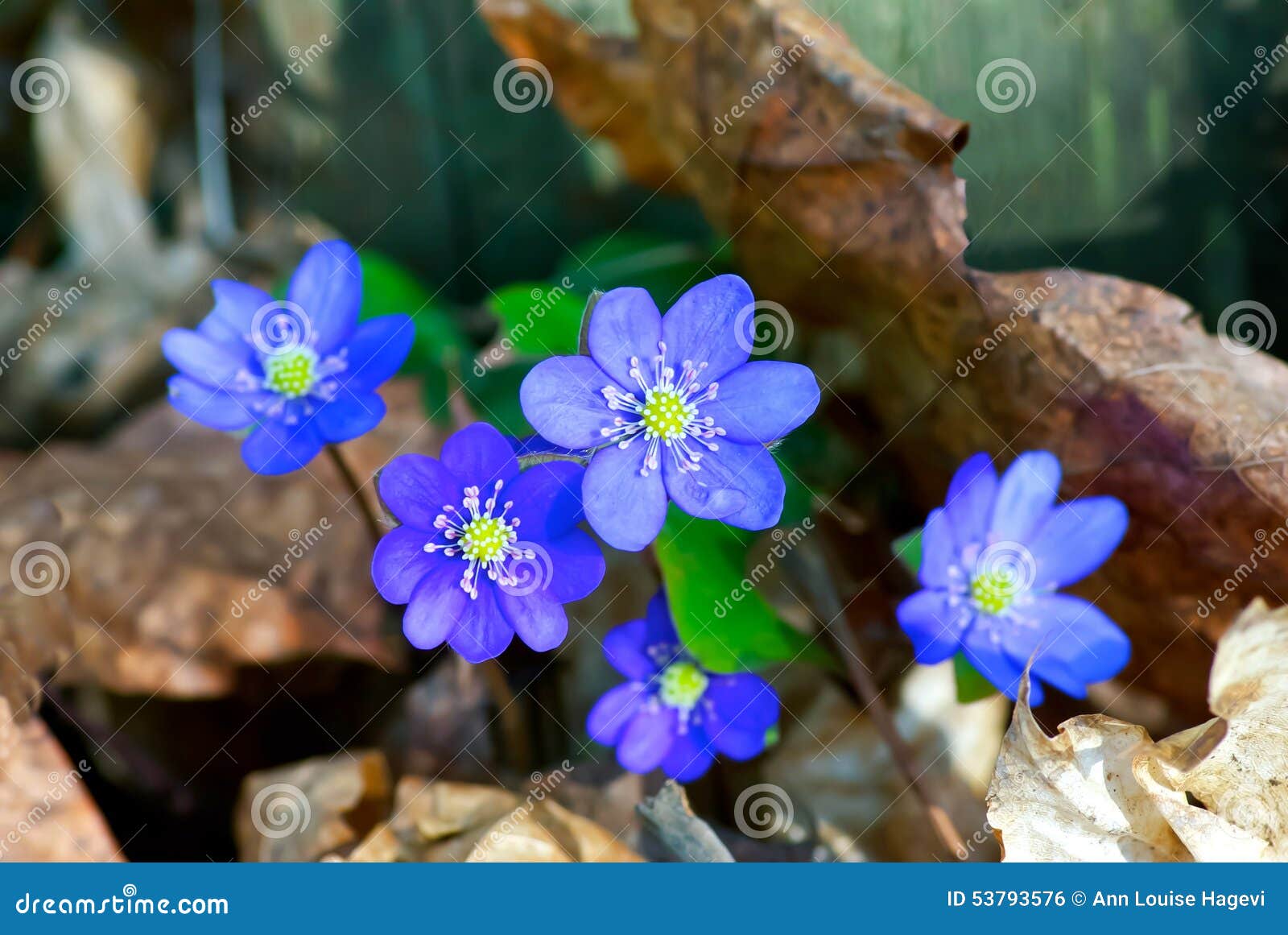 Blauwe anemoon stock foto. Image of bloem, bladeren, anemoon - 53793576