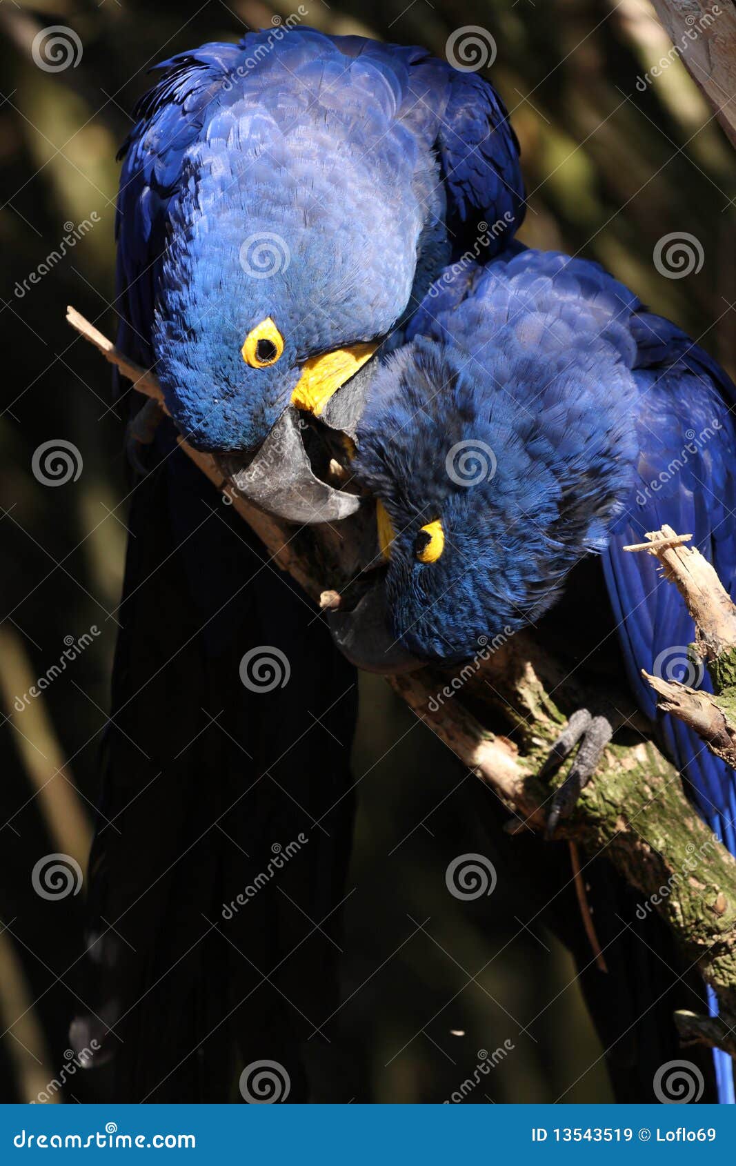 Blauwe Ara's stock afbeelding. Image of tropisch, vogels - 13543519