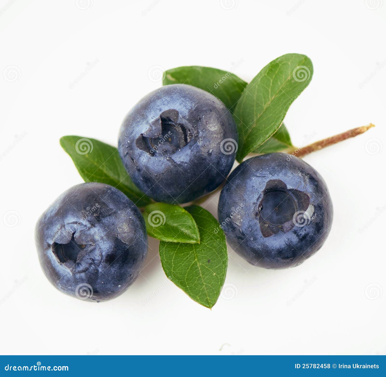 Blauwe bes stock foto. Image of blauw, bosbes, blad, vers - 25782458