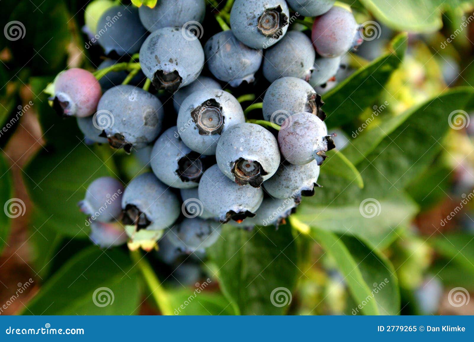 Blauwe Bessen Picture. Image: 2779265