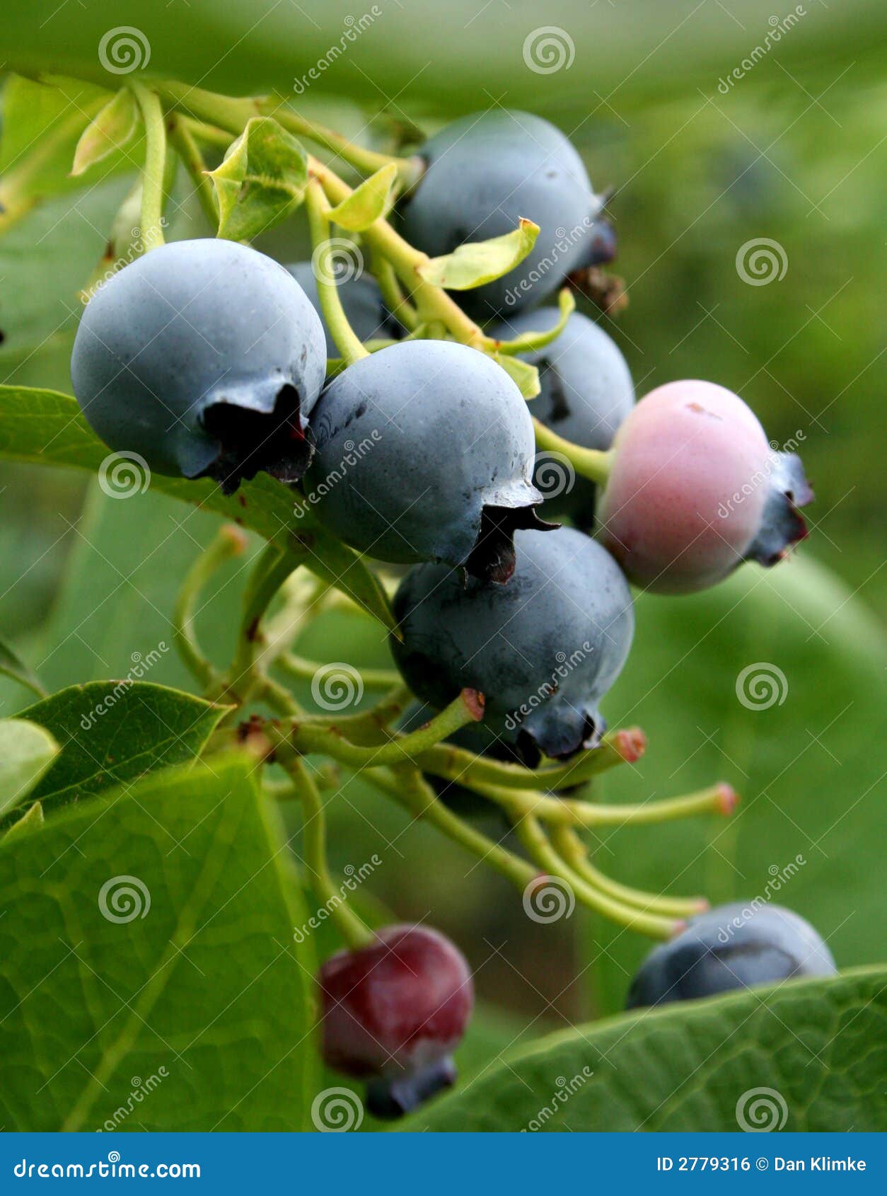 Blauwe Bessen stock foto. Image of oregon, voedsel, blauw - 2779316