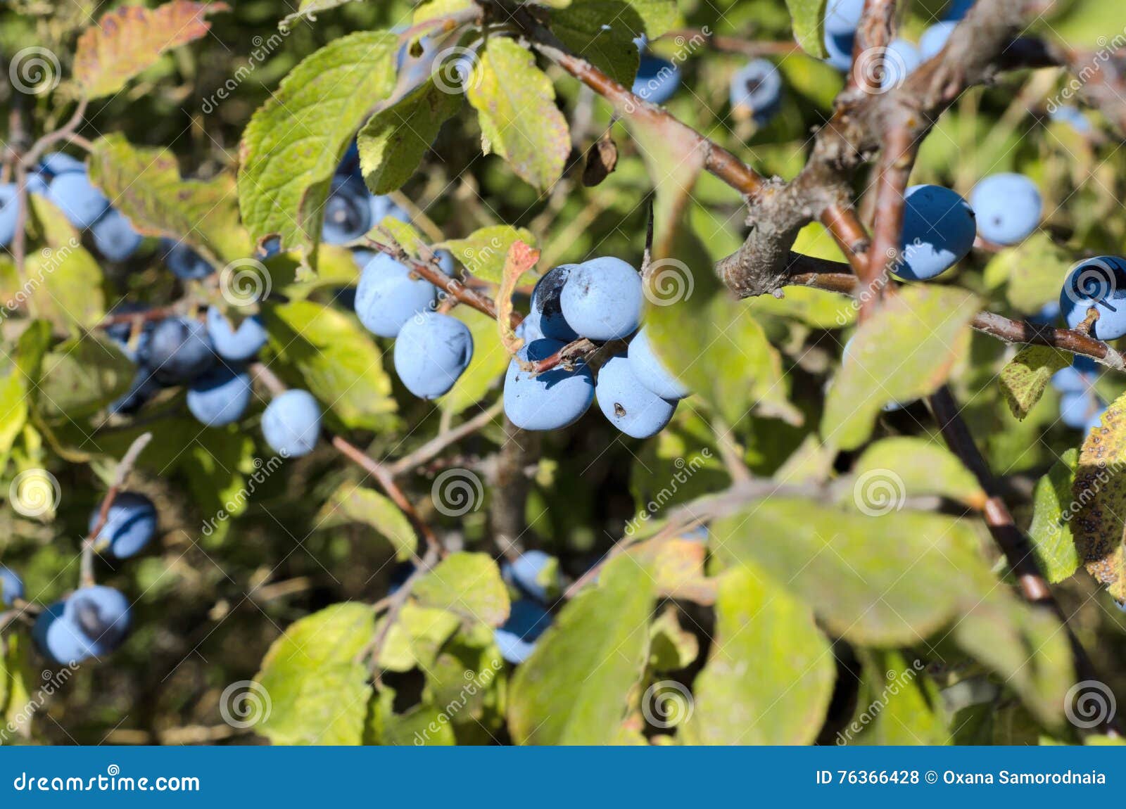 Blauwe bessen op de struik stock foto. Image of naughty - 76366428