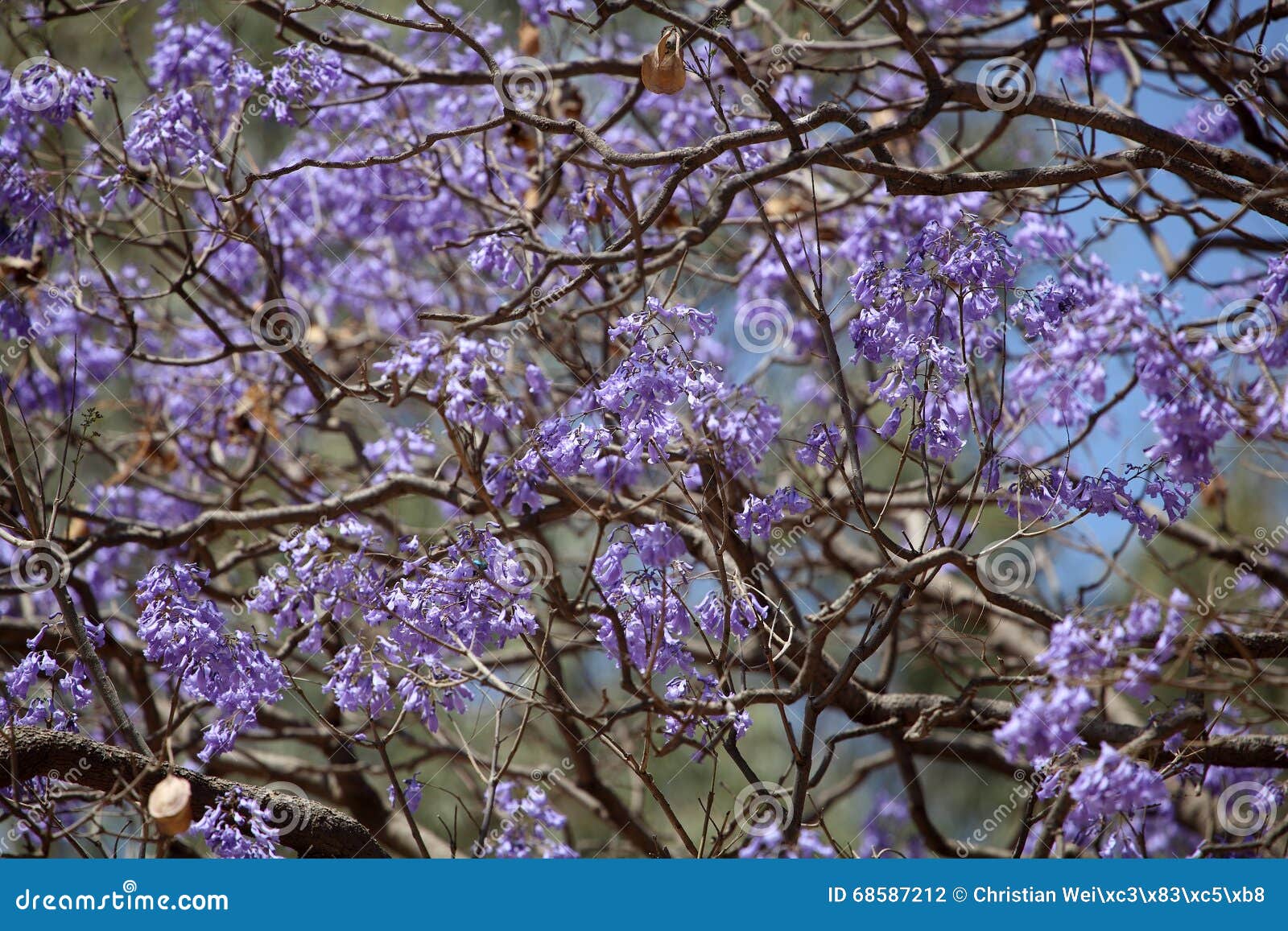 Blauwe Bloemen Van Een Jacaranda-Boom Stock Foto - Image of struik ...
