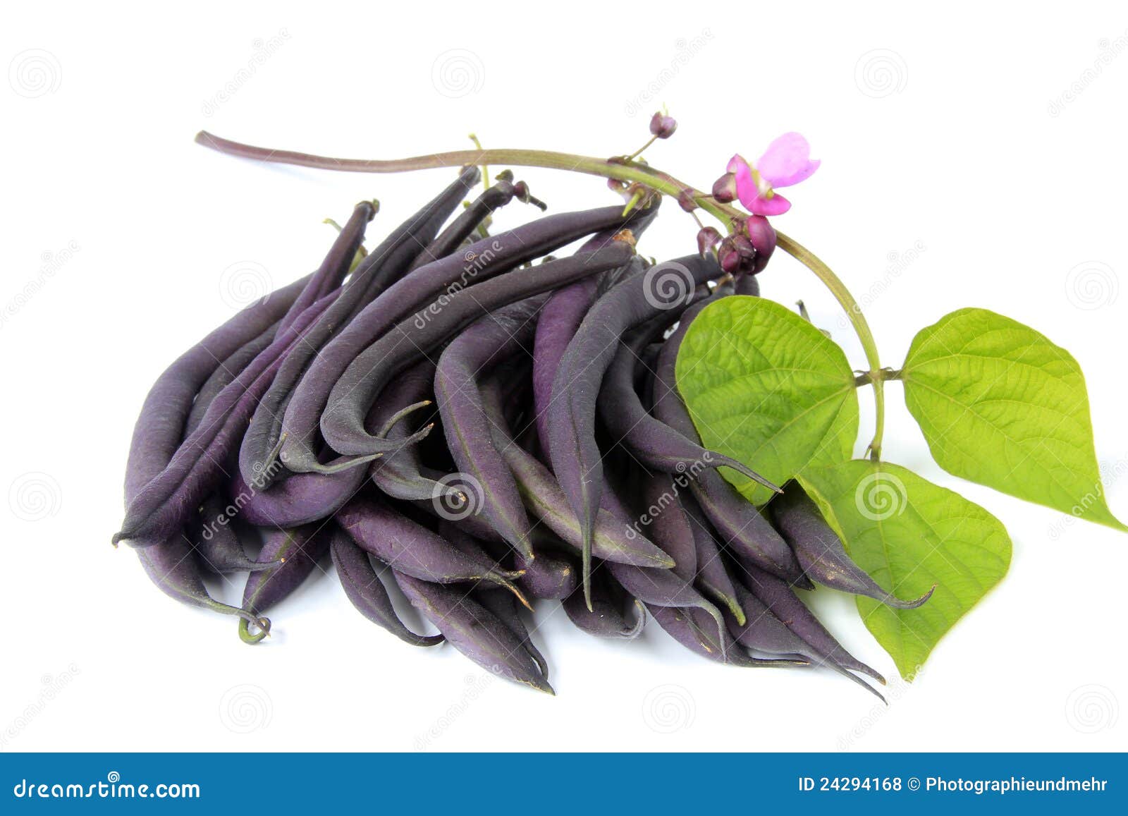 Blauwe bonen stock foto. Image of groenten, groen, struik - 24294168