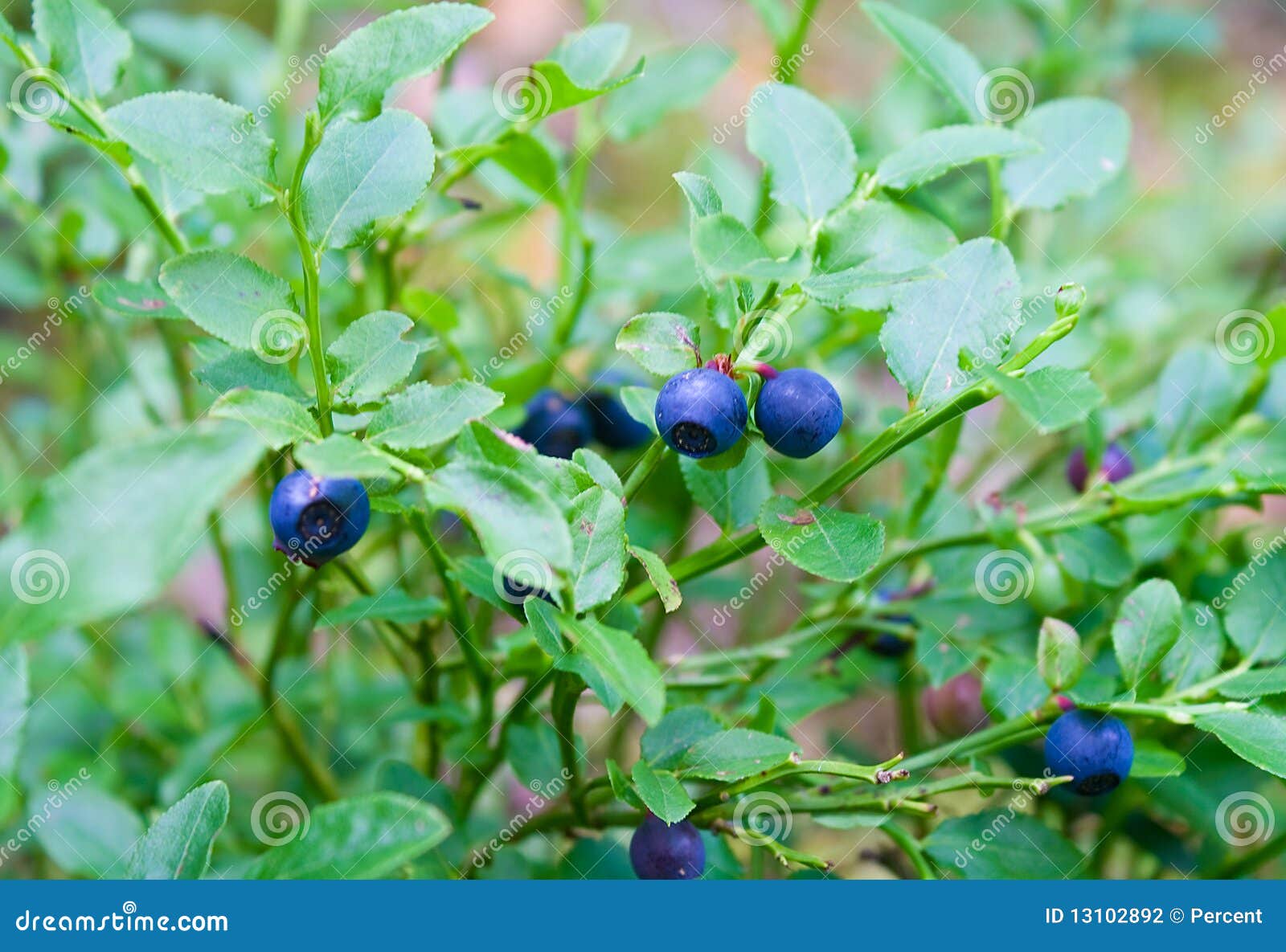 Blauwe Bosbessen Op De Struik Stock Foto - Image of macro, nave: 13102892