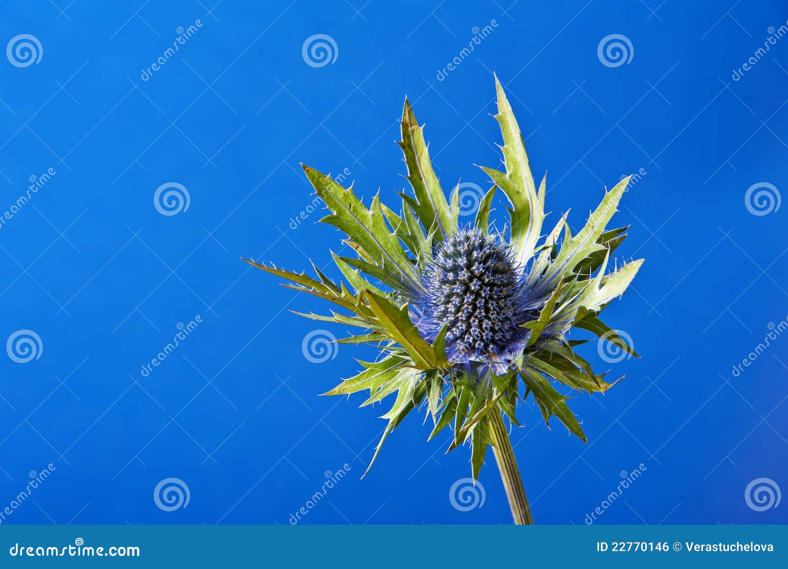 Blauwe distel stock foto. Image of vernieuwing, bloesem - 22770146