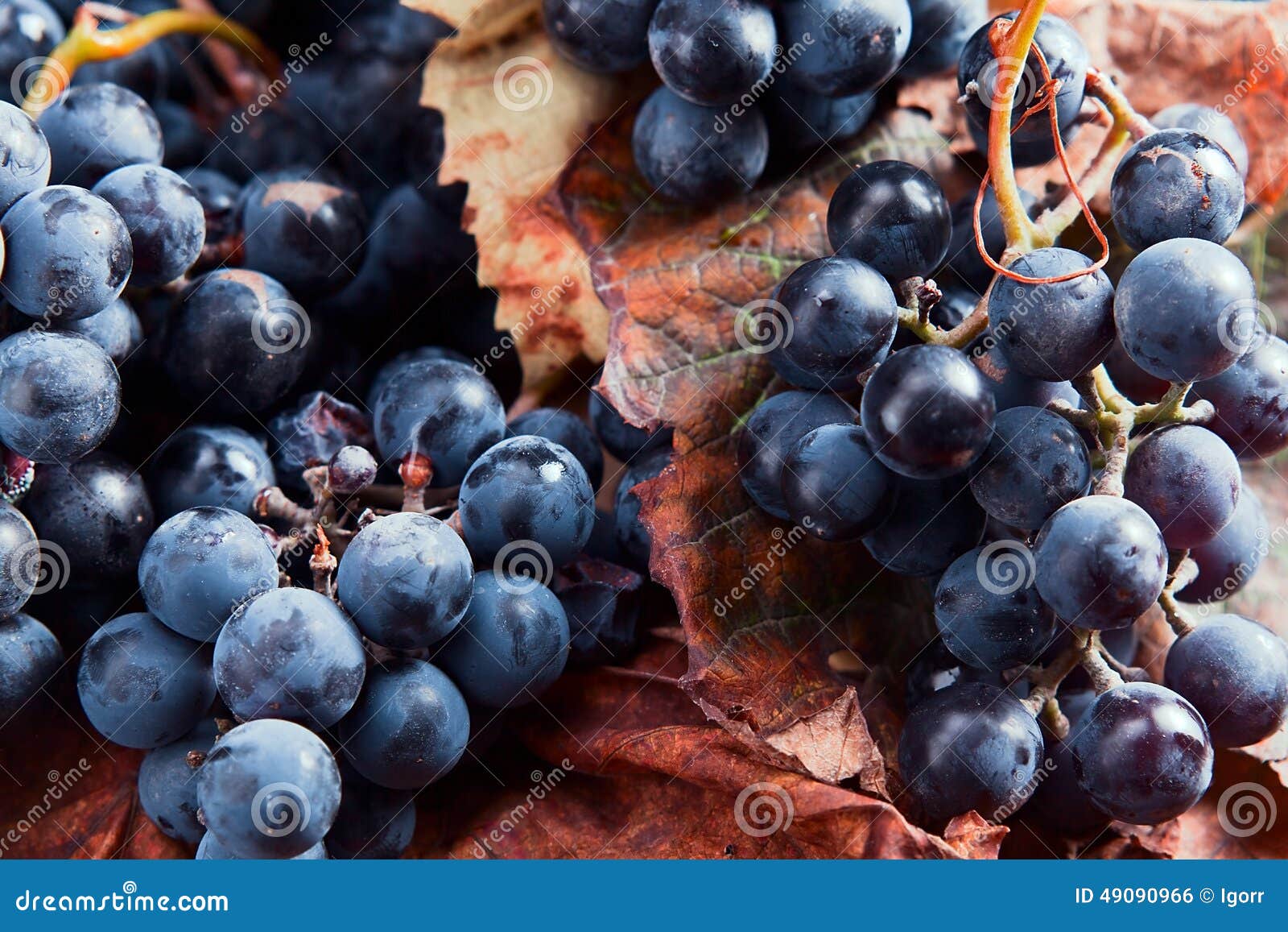 Blauwe Druif stock foto. Image of najaar, wijnstok, sappig - 49090966