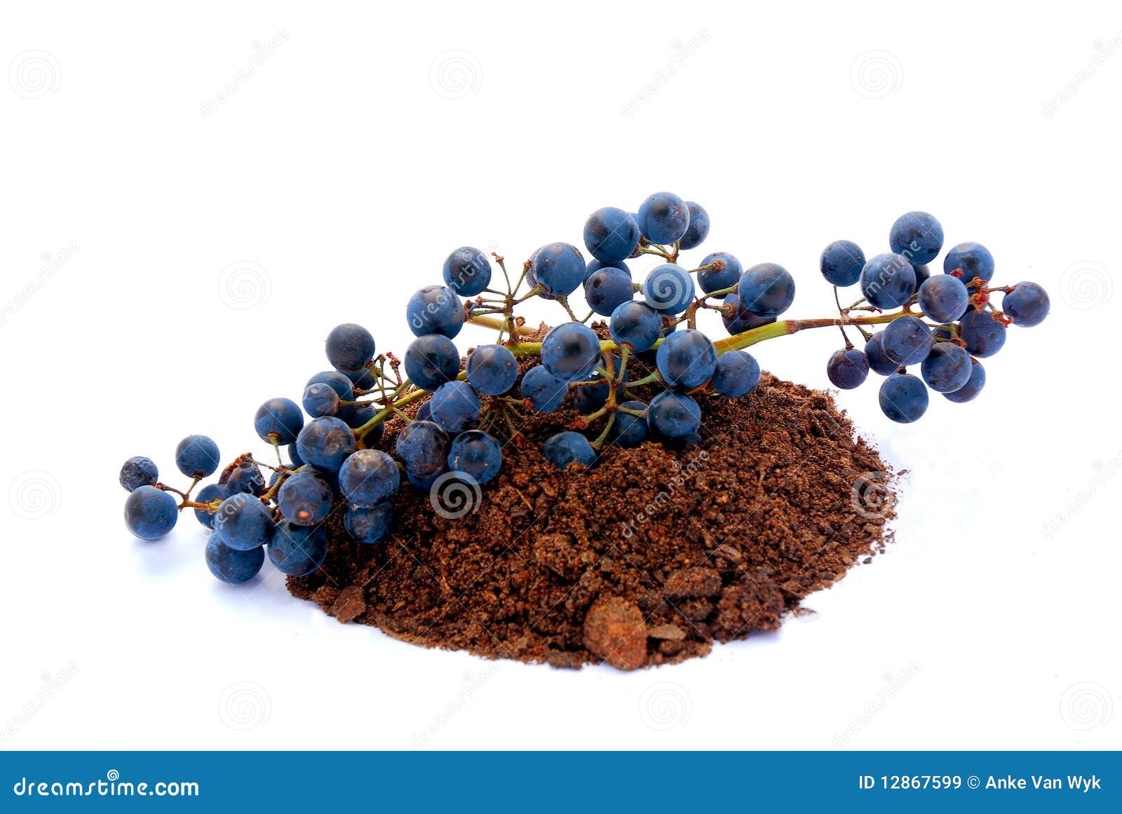 Blauwe Druiven Katoba Op Grond Stock Afbeelding - Image of tegen ...