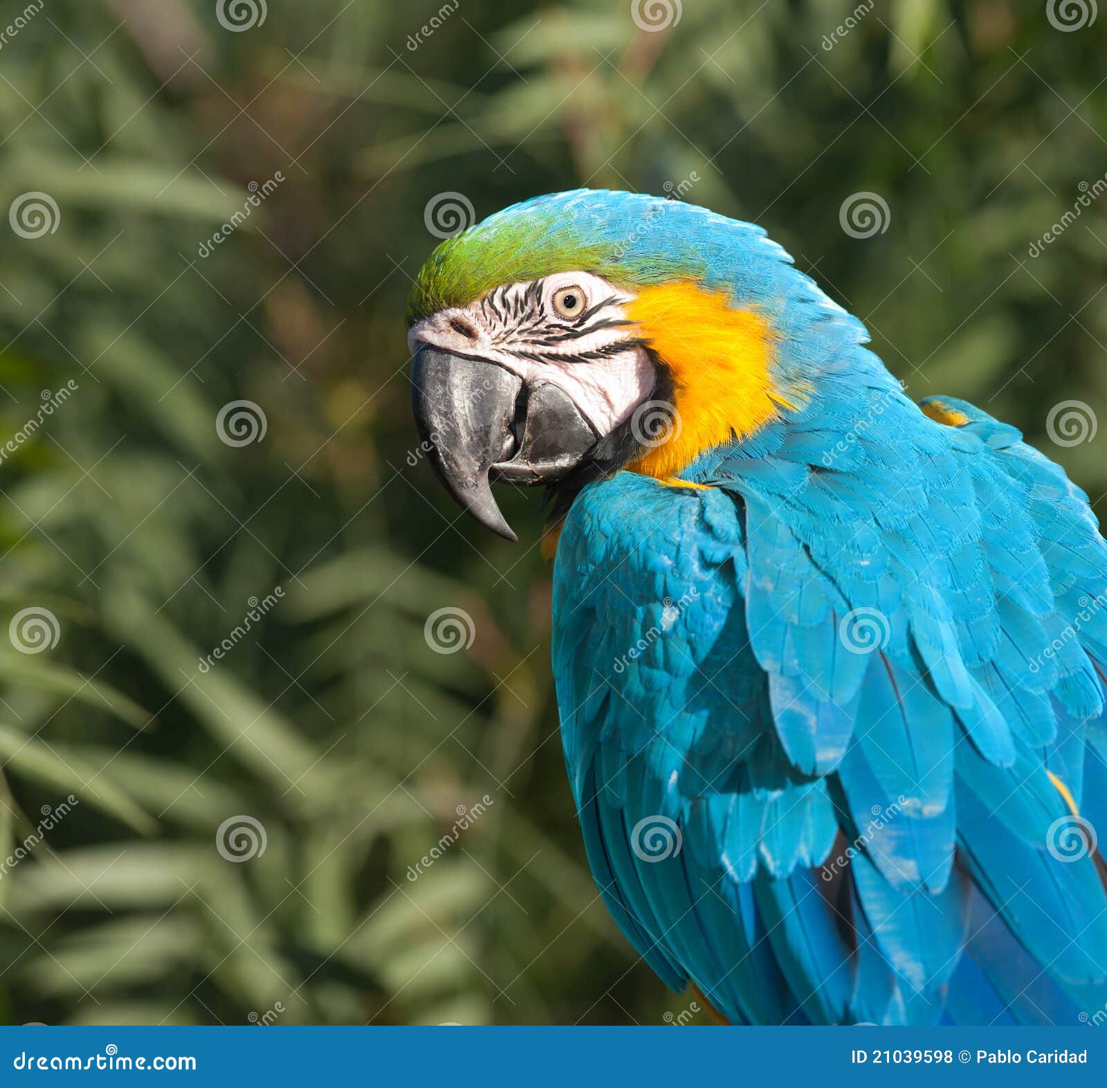 Blauwe en Gele Ara. stock foto. Image of dier, schouders - 21039598