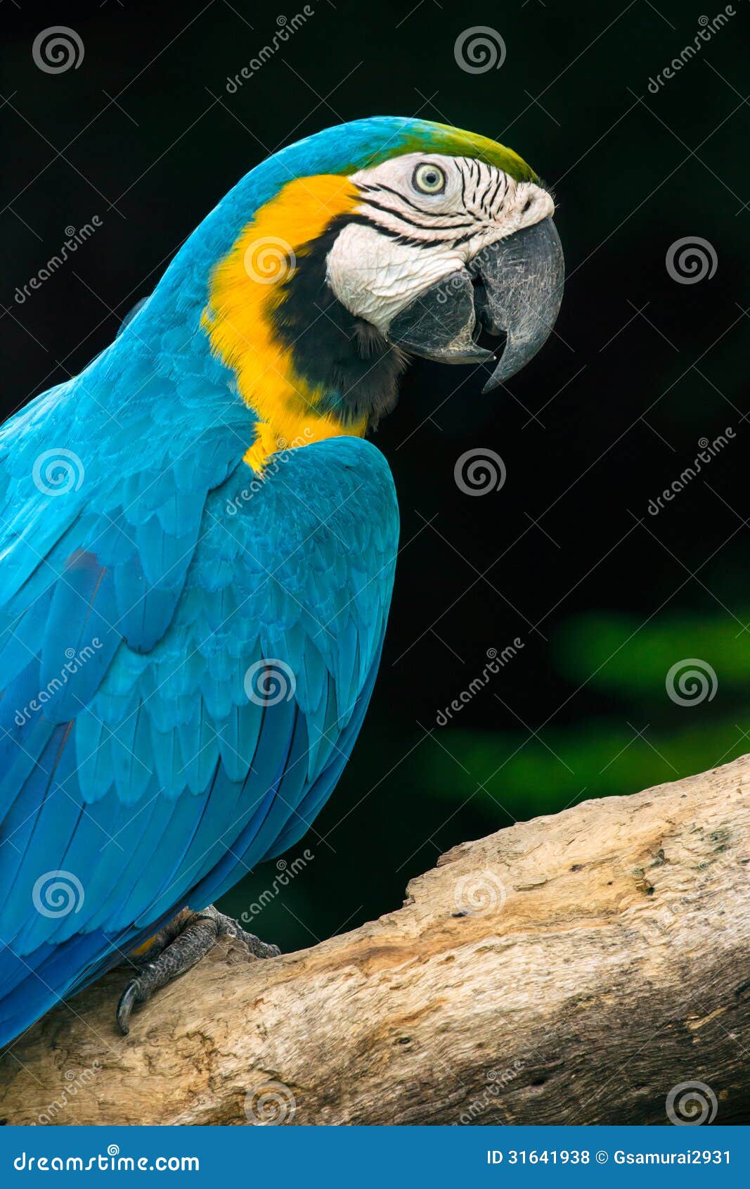 Blauwe en gele Ara stock foto. Image of vrij, leven, helder - 31641938