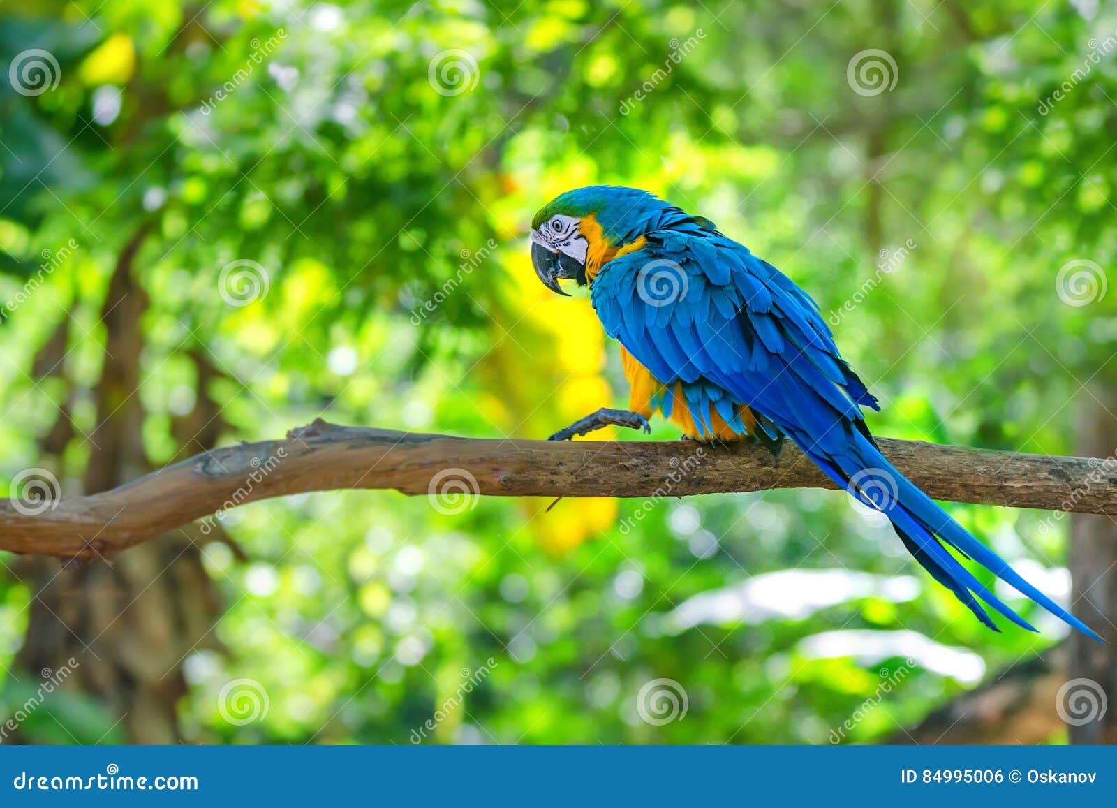 Blauwe en Gele Ara stock foto. Image of vrij, amazonisch - 84995006