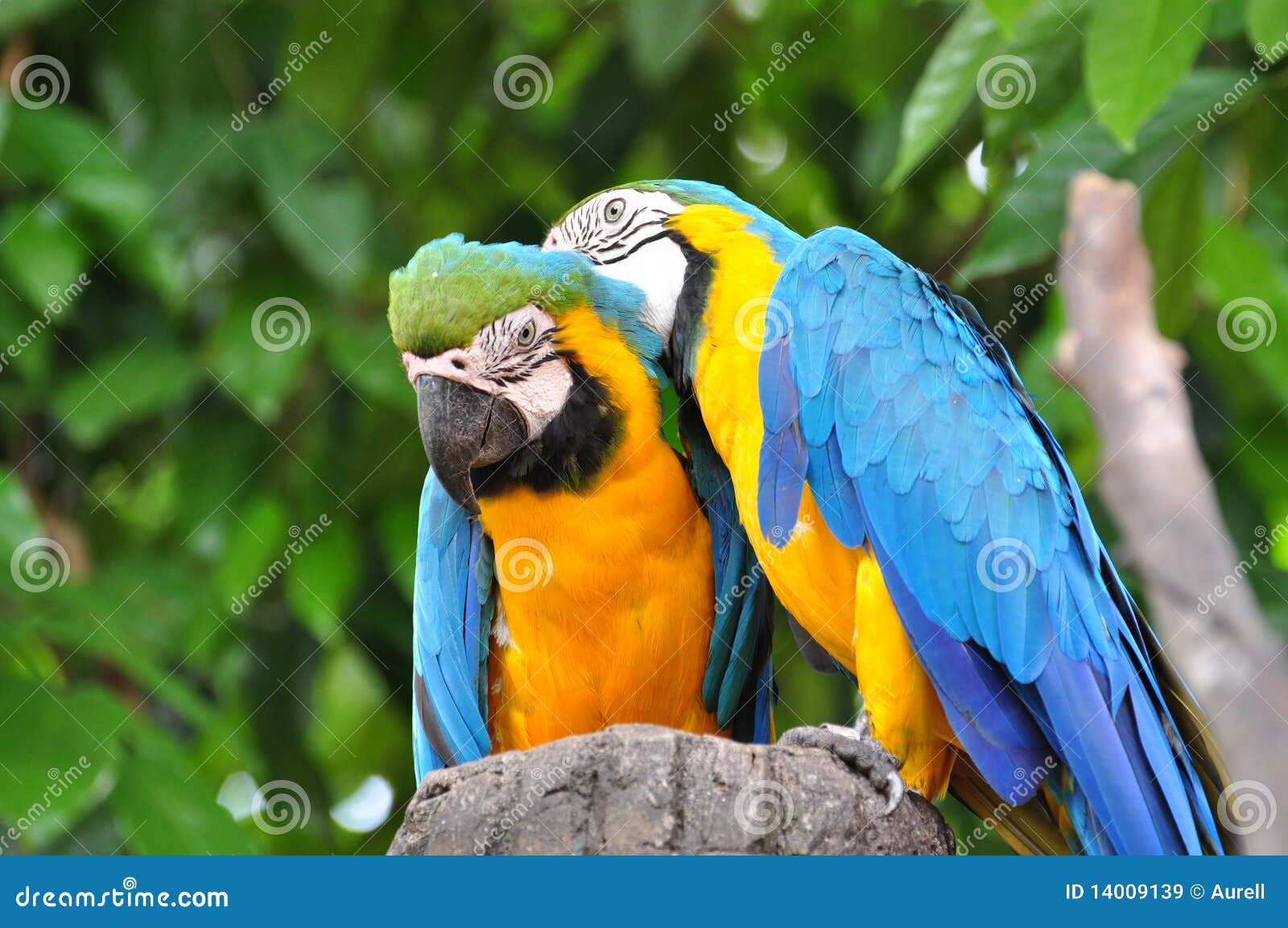 Blauwe en gele ara's stock afbeelding. Image of kaketoe - 14009139