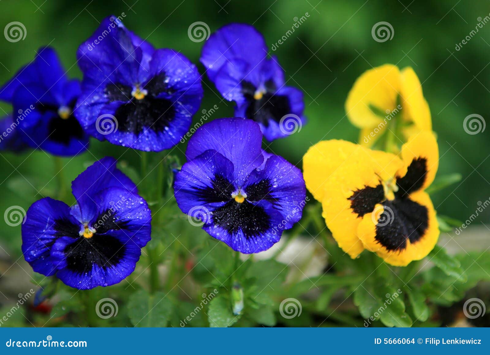 Blauwe en gele viooltjes stock foto. Image of tuin, installatie - 5666064