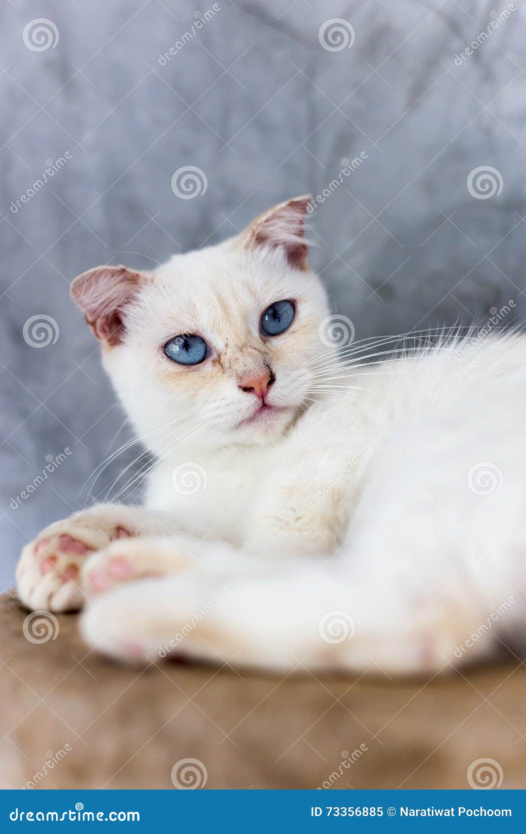 Blauwe Eyed Kat, Leuke Katten, Mooie Katten Stock Afbeelding - Image of ...