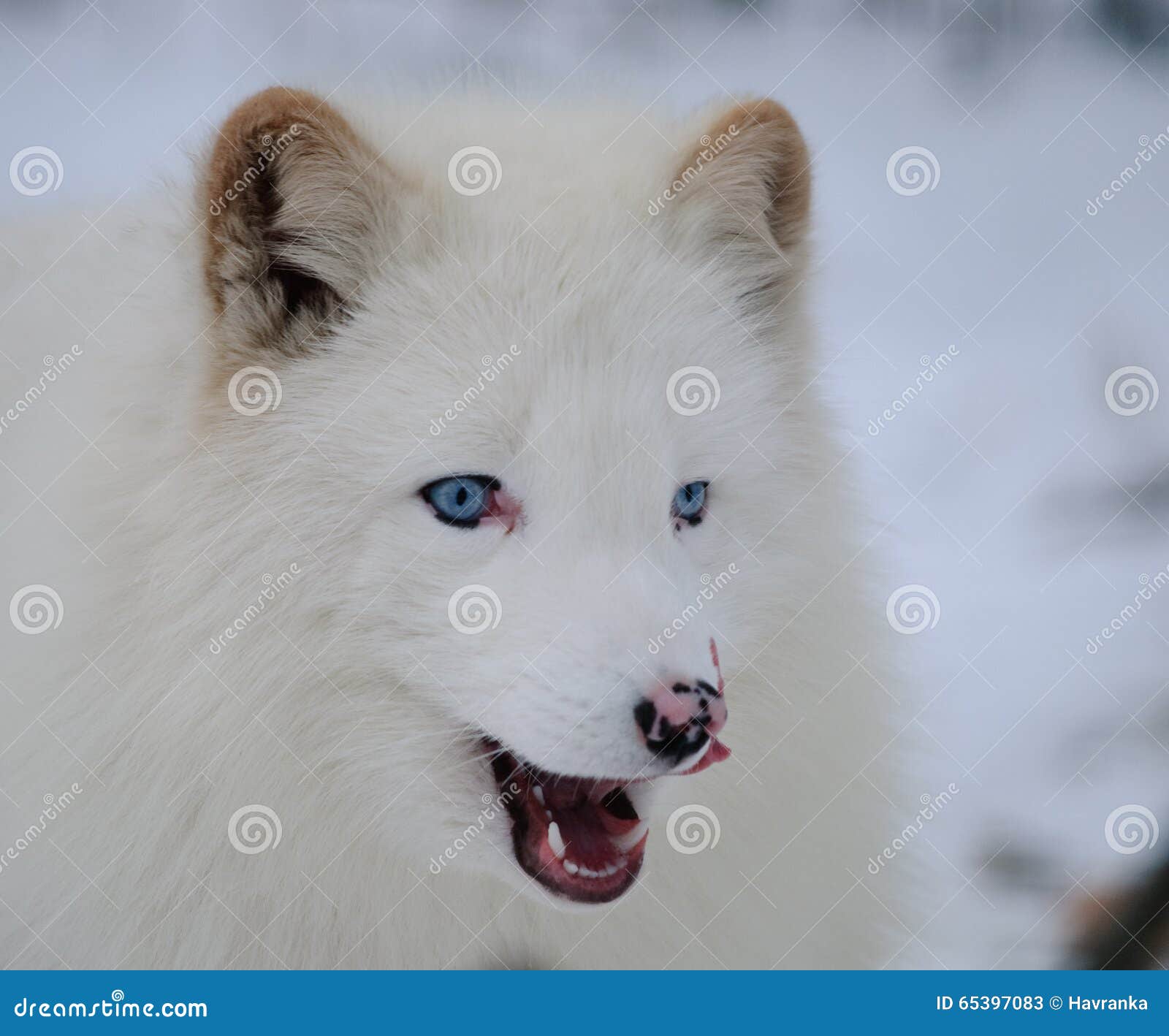 Blauwe eyed witte poolvos stock afbeelding. Image of behandeld - 65397083