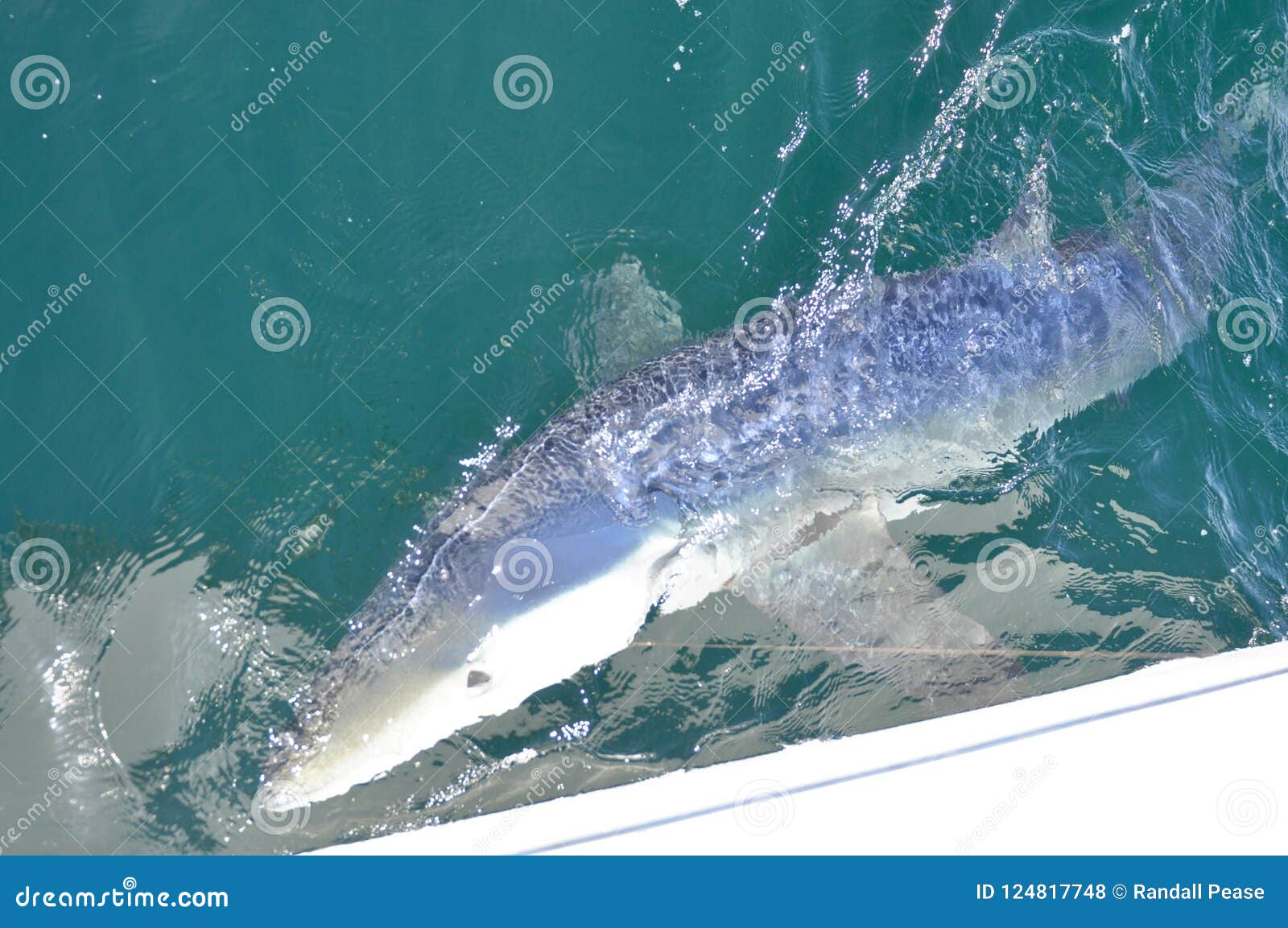 Blauwe Haai stock foto. Image of blauw, gevangen, tien - 124817748