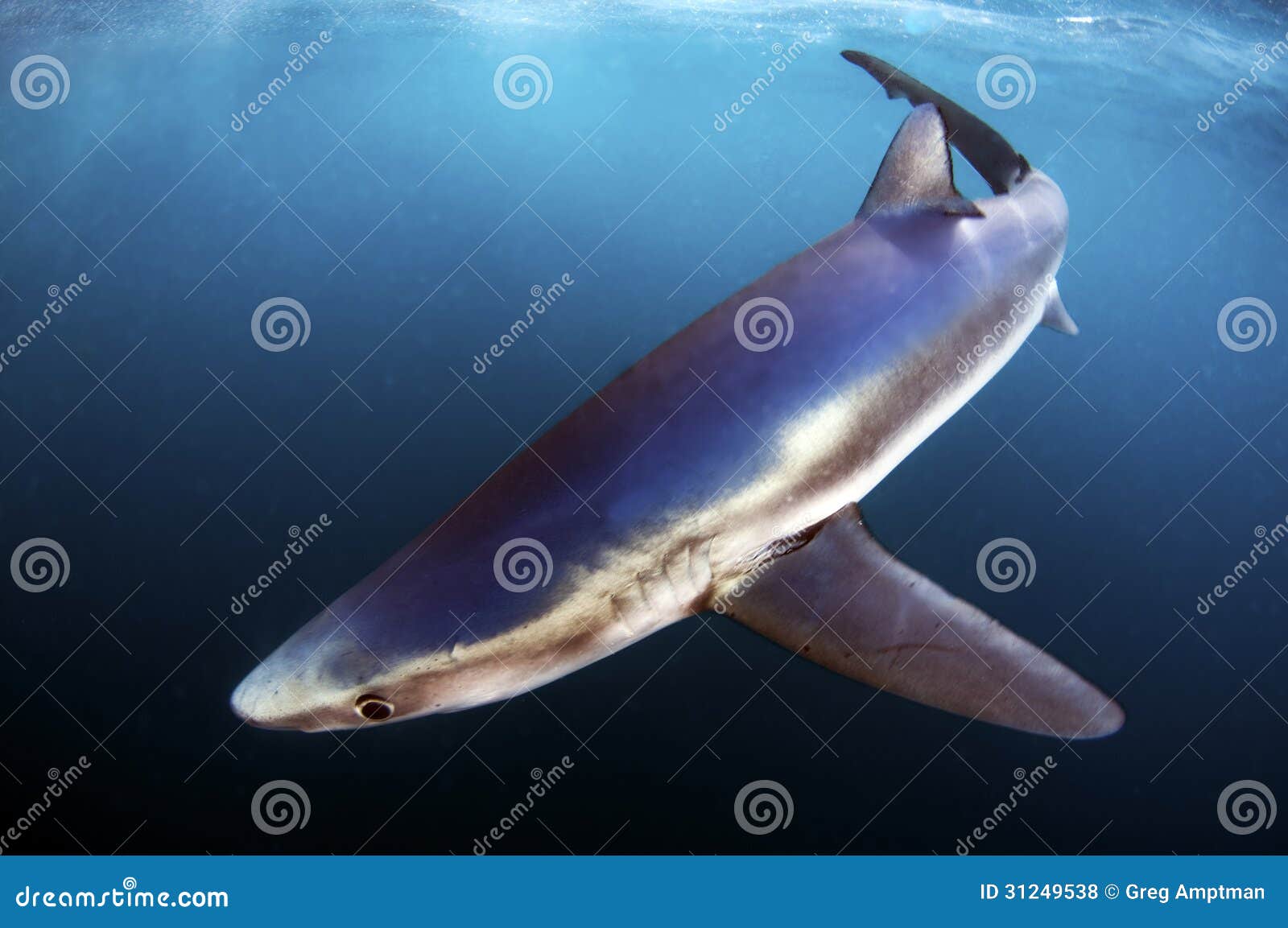 Blauwe Haai stock foto. Image of zeven, dier, oceaan - 31249538