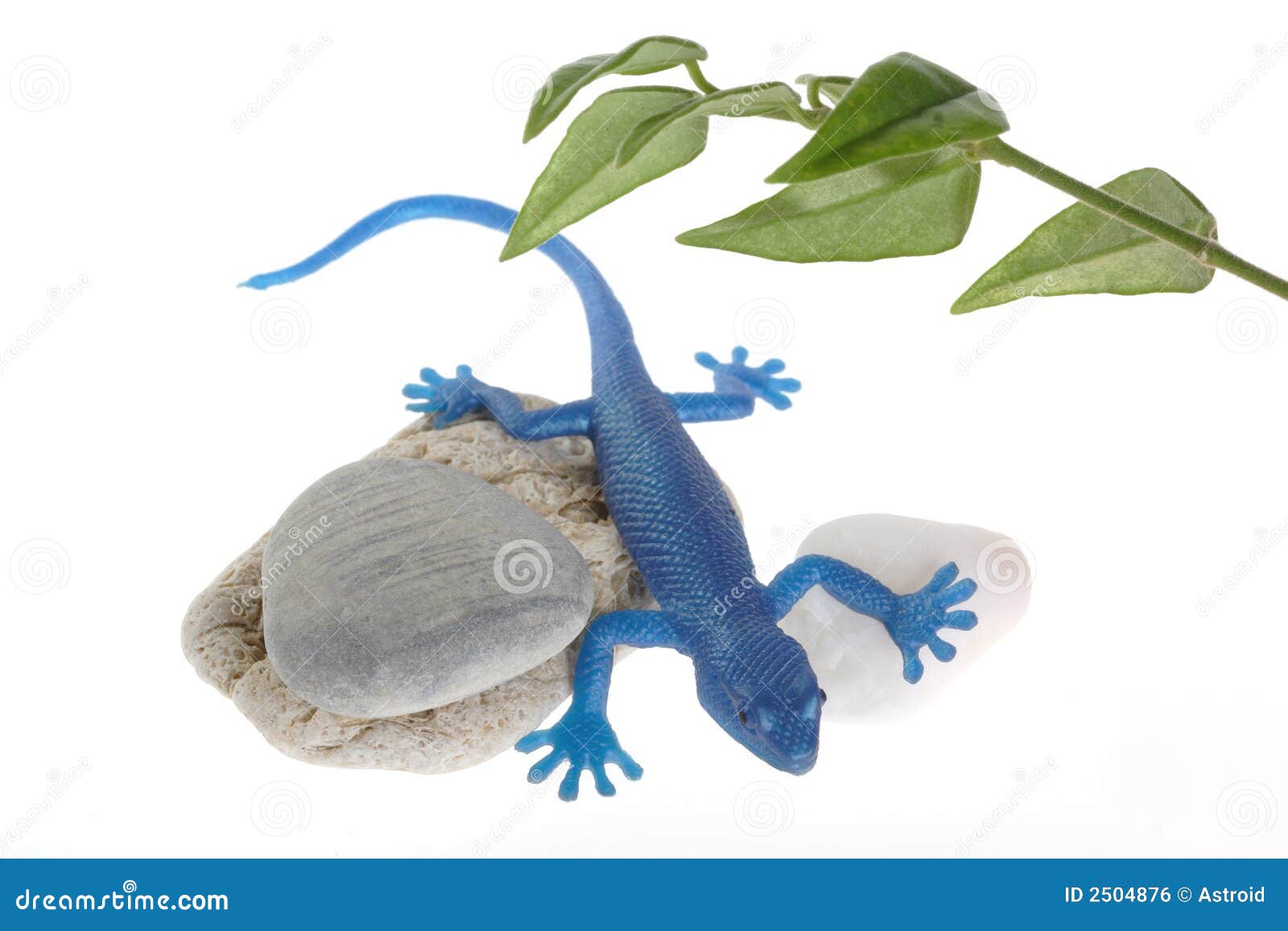 Blauwe Hagedis stock foto. Image of poten, steen, schalen - 2504876