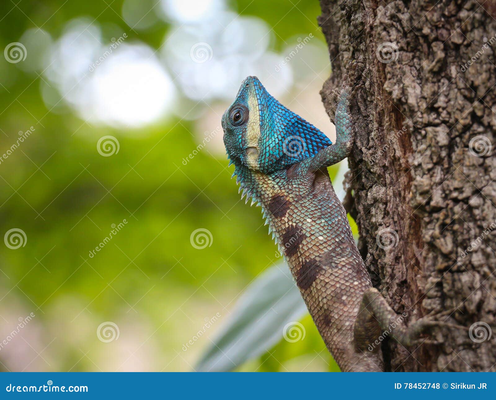 Blauwe Hagedis stock foto. Image of reptiel, nave, kuif - 78452748
