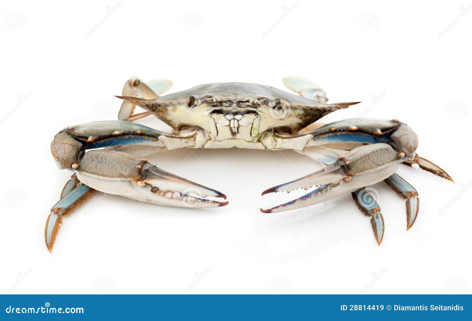 Blauwe krab stock afbeelding. Image of dier, schot, ogen - 28814419