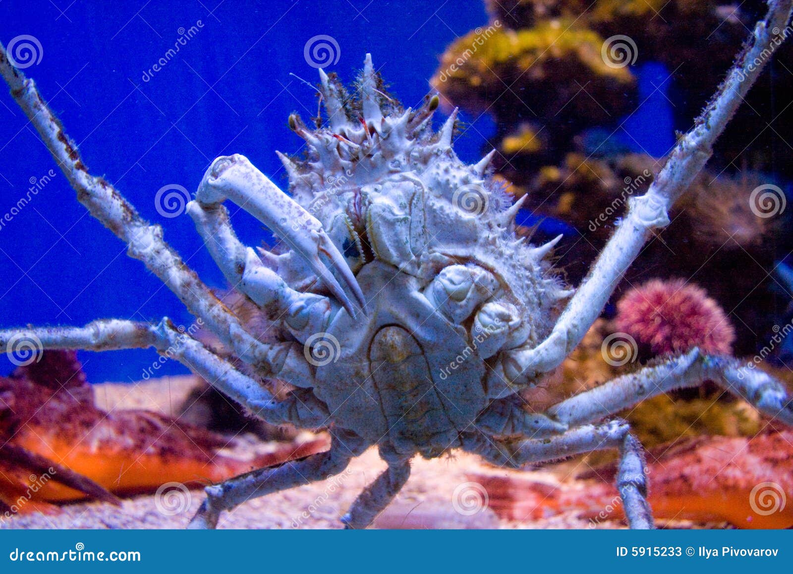 Blauwe krab stock afbeelding. Image of kruip, tentakels - 5915233