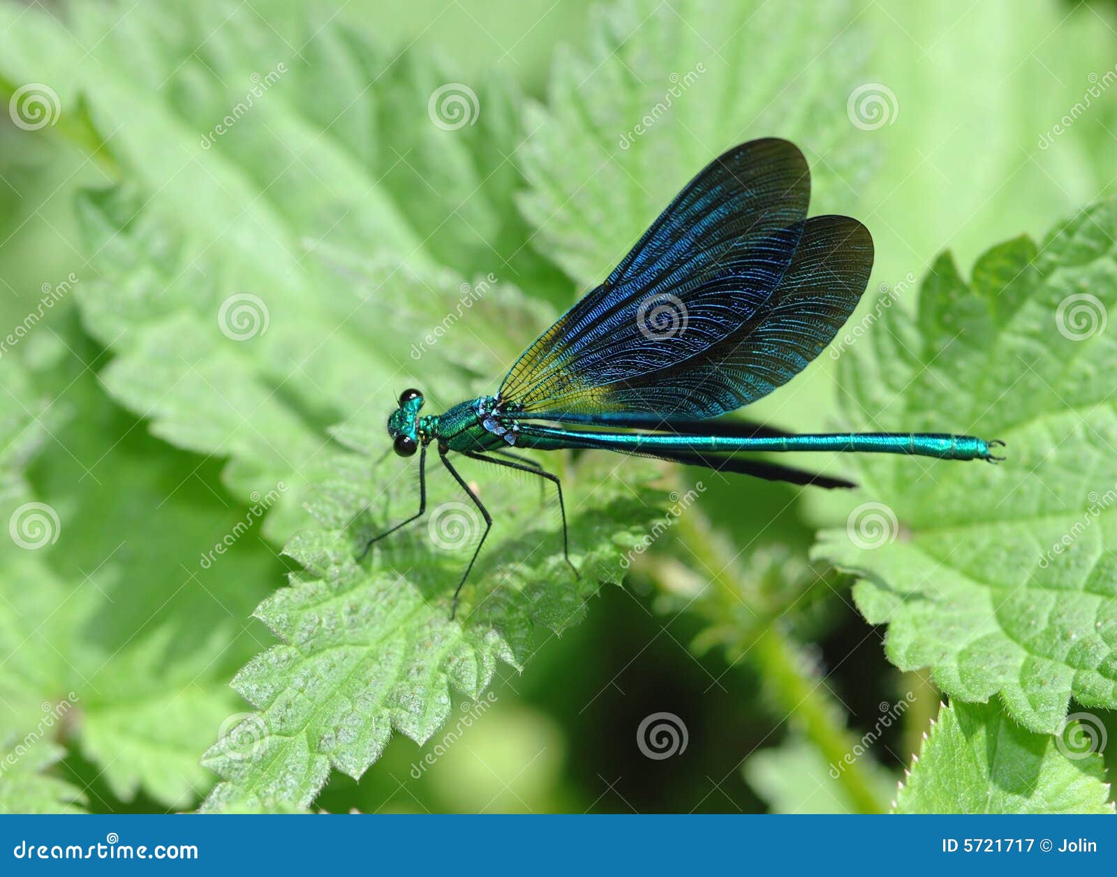 Blauwe Libel Die Op Een Groen Blad Rust Stock Afbeelding - Image of ...