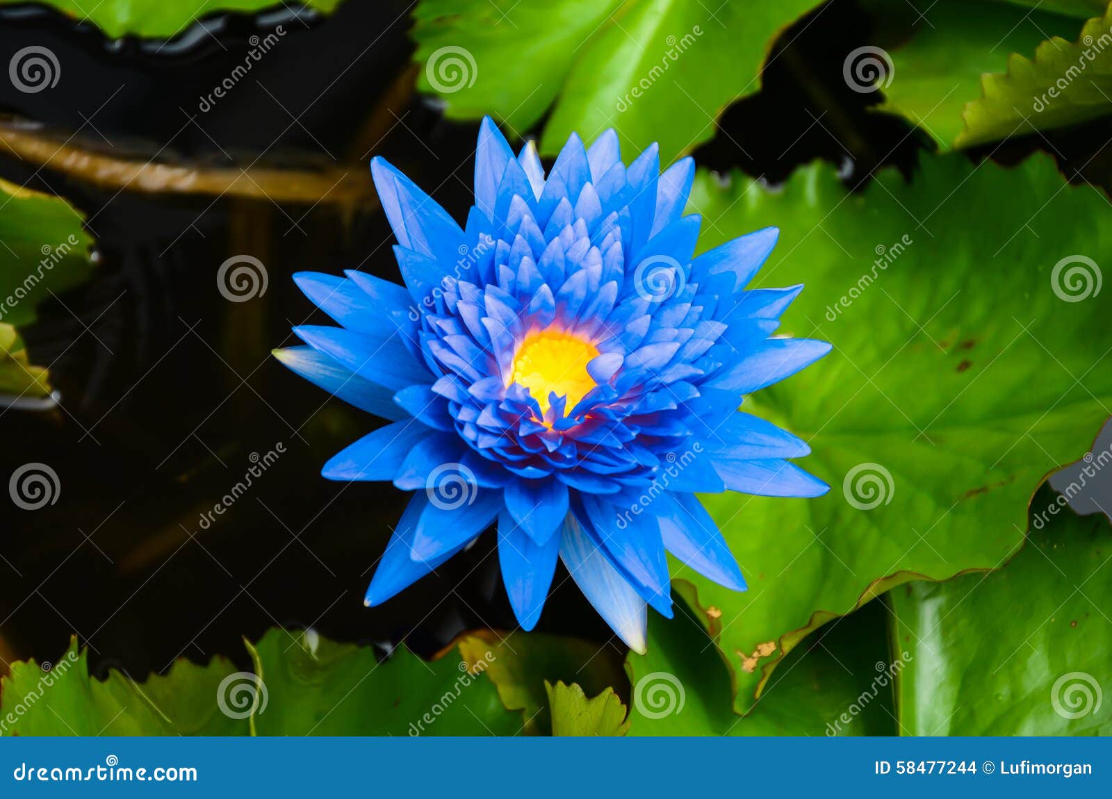 Blauwe Lotusbloem Op De Vijver Stock Foto - Image of flora, vers: 58477244