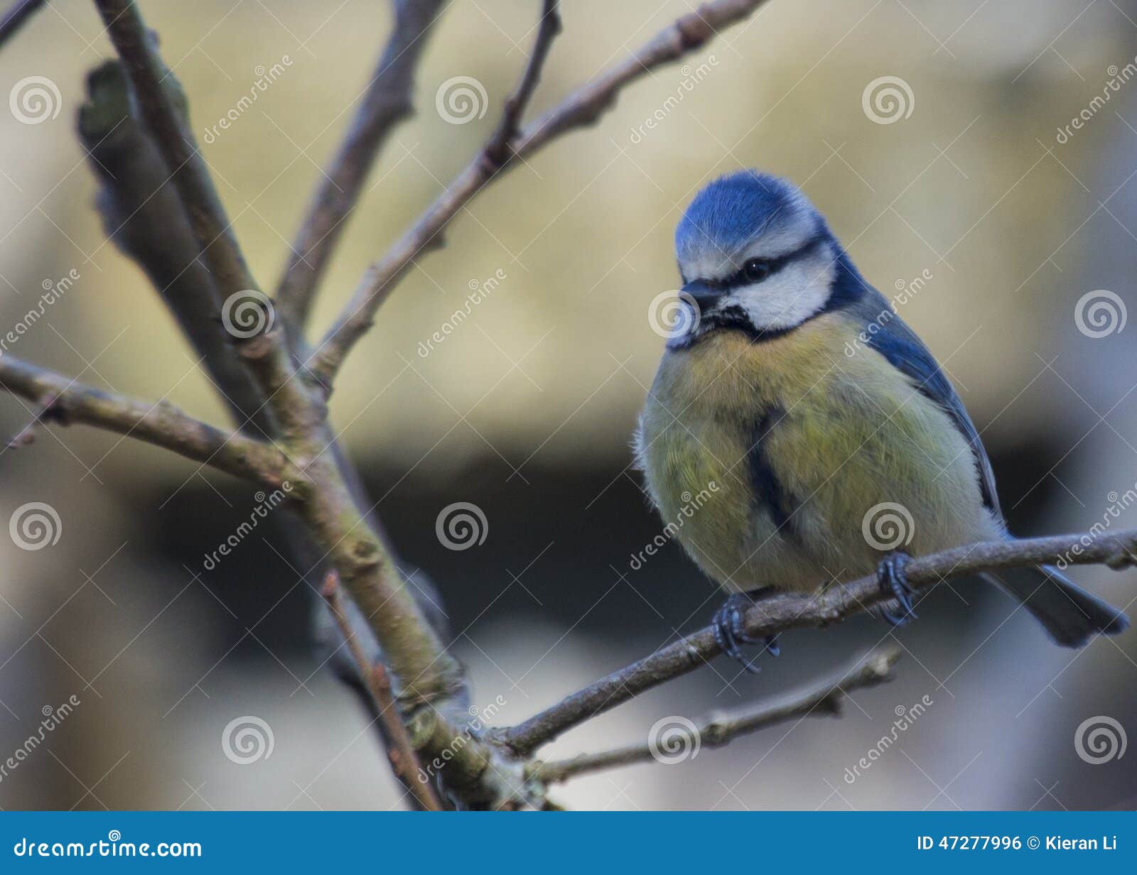 Blauwe mees stock foto. Afbeelding bestaande uit horizontaal - 47277996