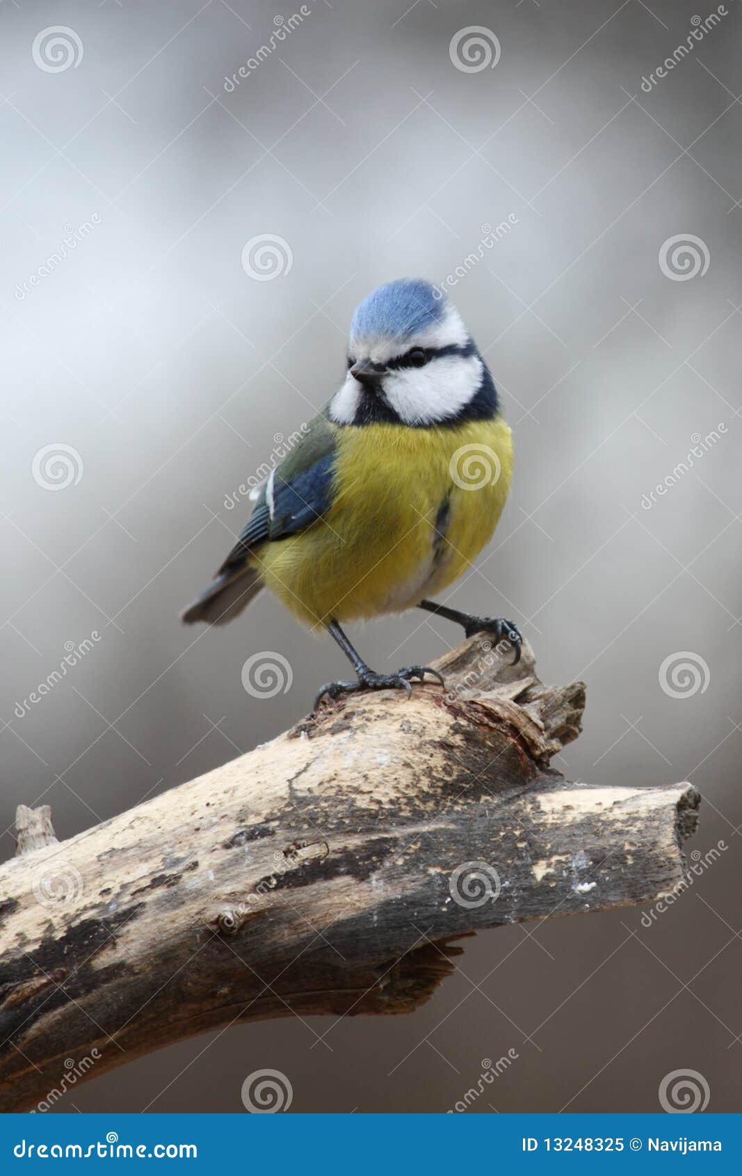 Blauwe mees op de loopbrug stock afbeelding. Image of wild - 13248325