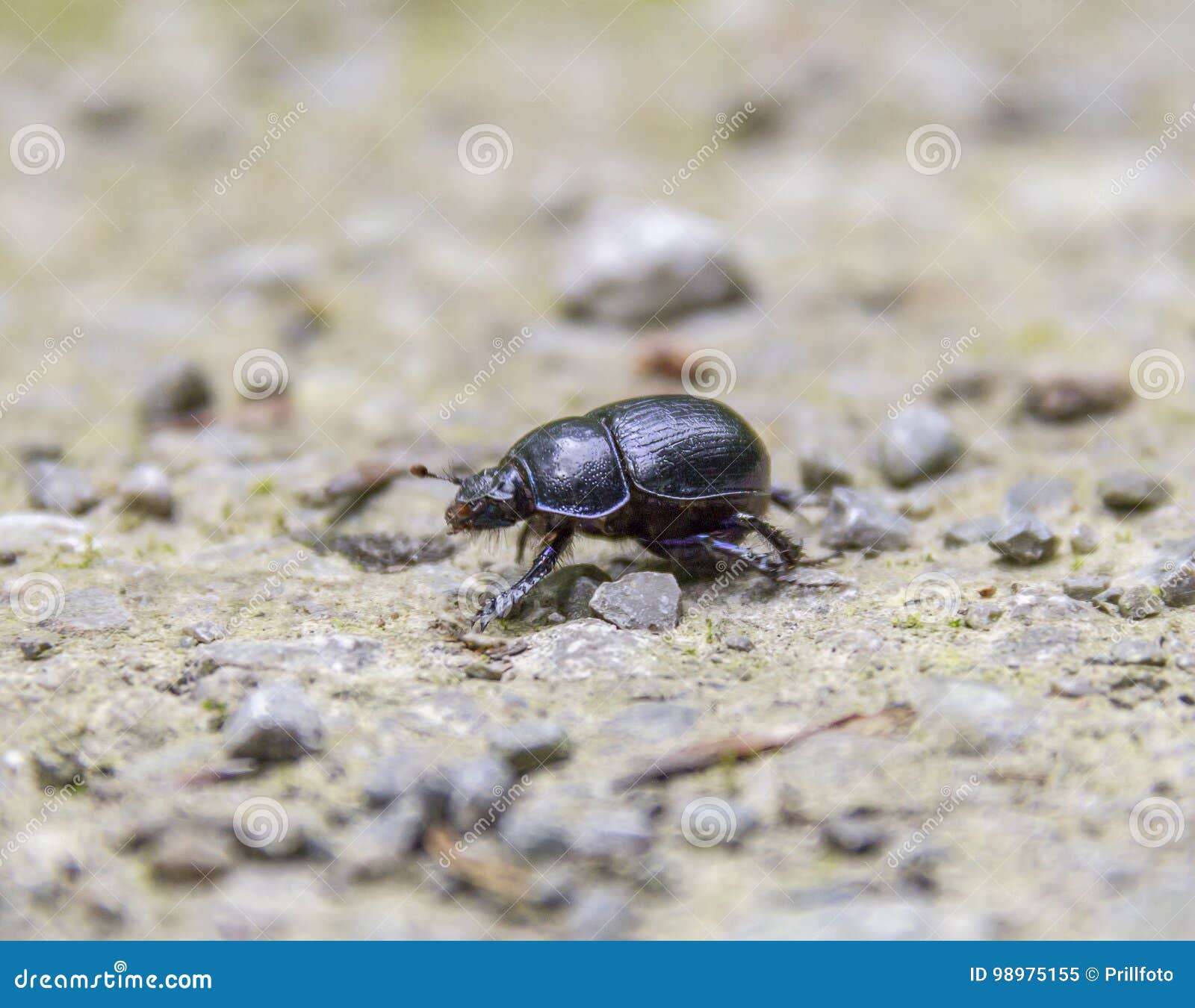 Blauwe mestkever stock afbeelding. Image of dier, platteland - 98975155