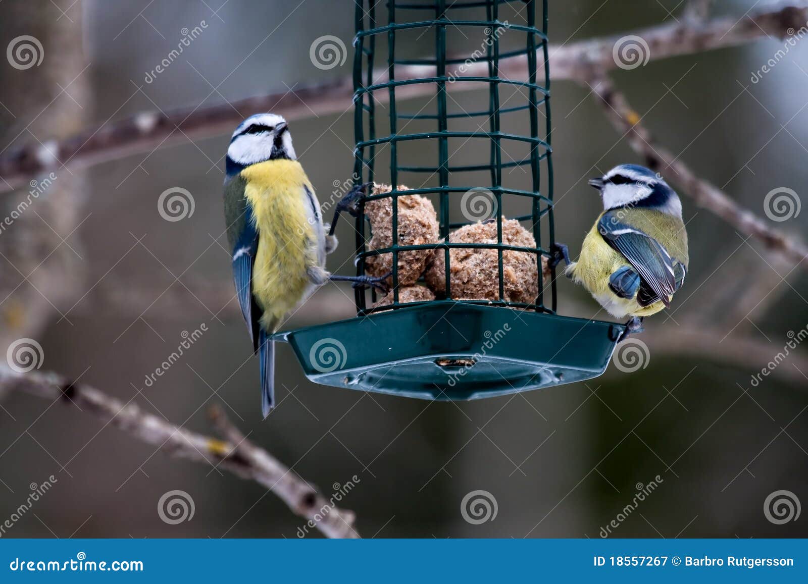 Blauwe mezen stock afbeelding. Image of dieren, eten - 18557267
