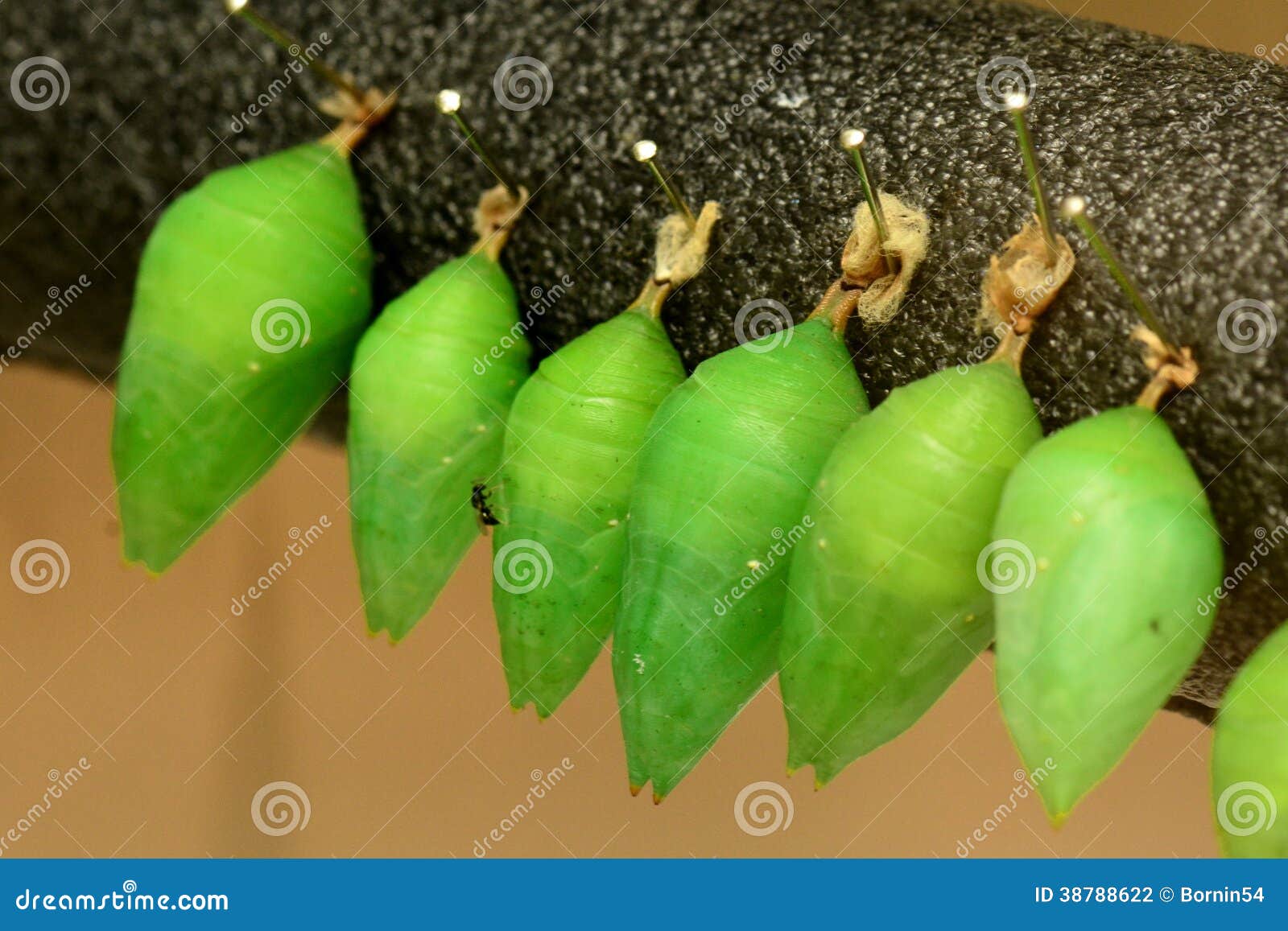 Blauwe Morpho-Vlinder Cacoons Stock Foto - Image of stadium, vlinder ...