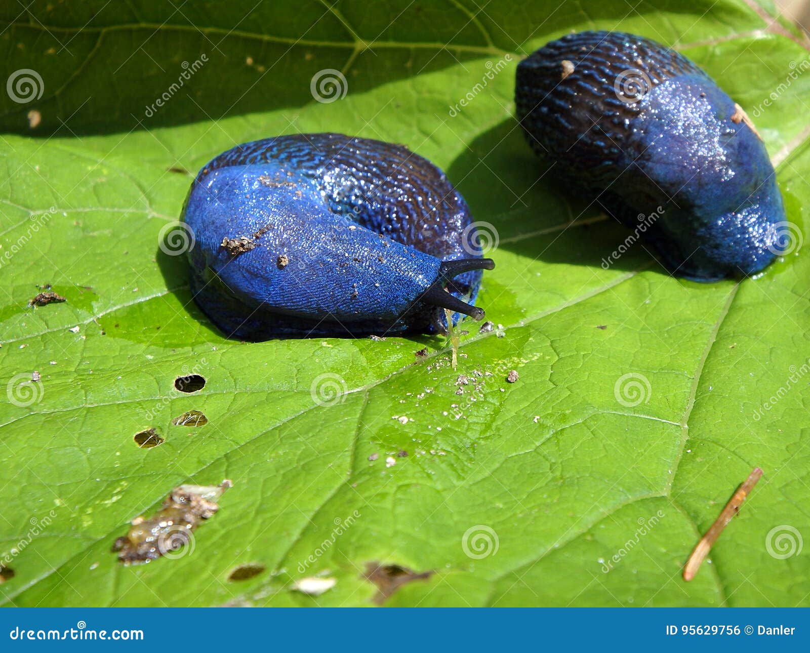 Blauwe Naaktslak in Het Hout Stock Foto - Image of vuil, groen: 95629756