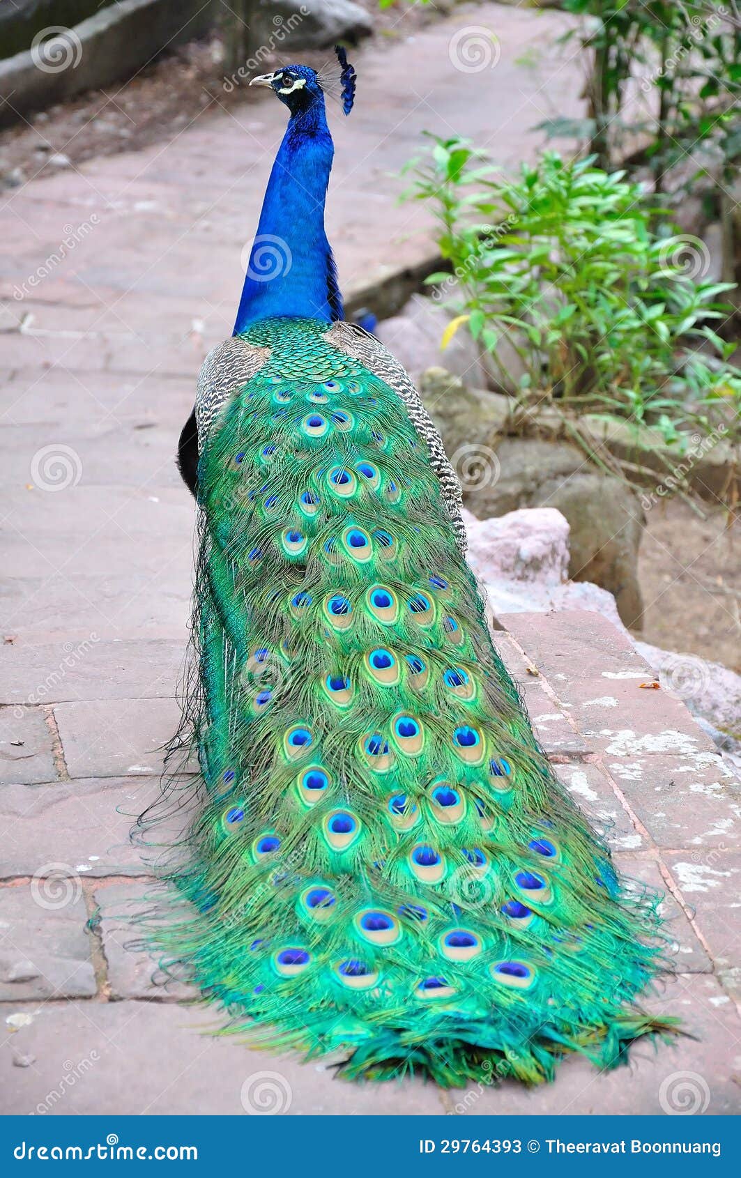 Blauwe pauw stock afbeelding. Image of kleur, indisch - 29764393